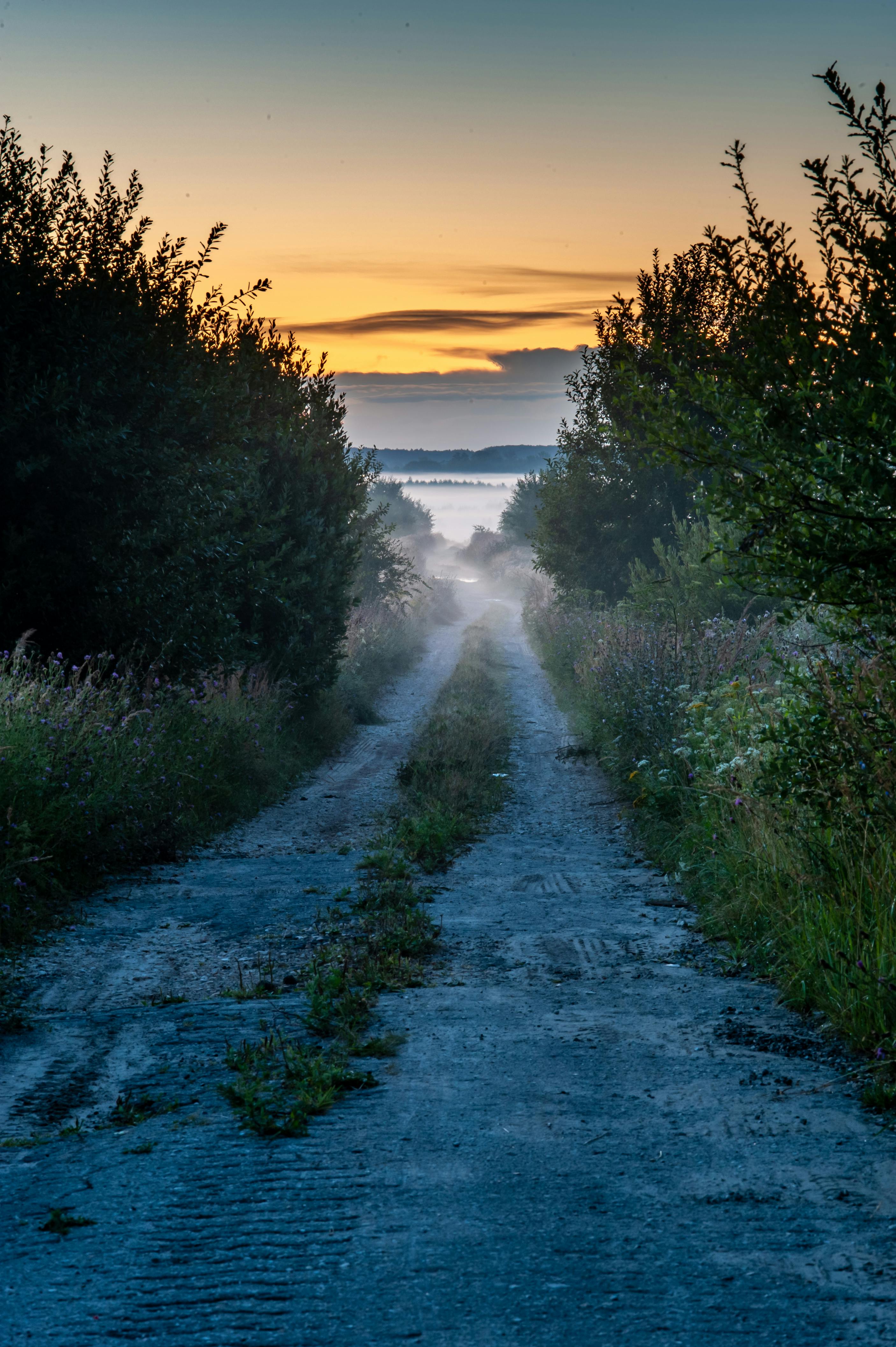 Unpaved Pathway Surrounded by Green Plants during Sunset · Free Stock Photo