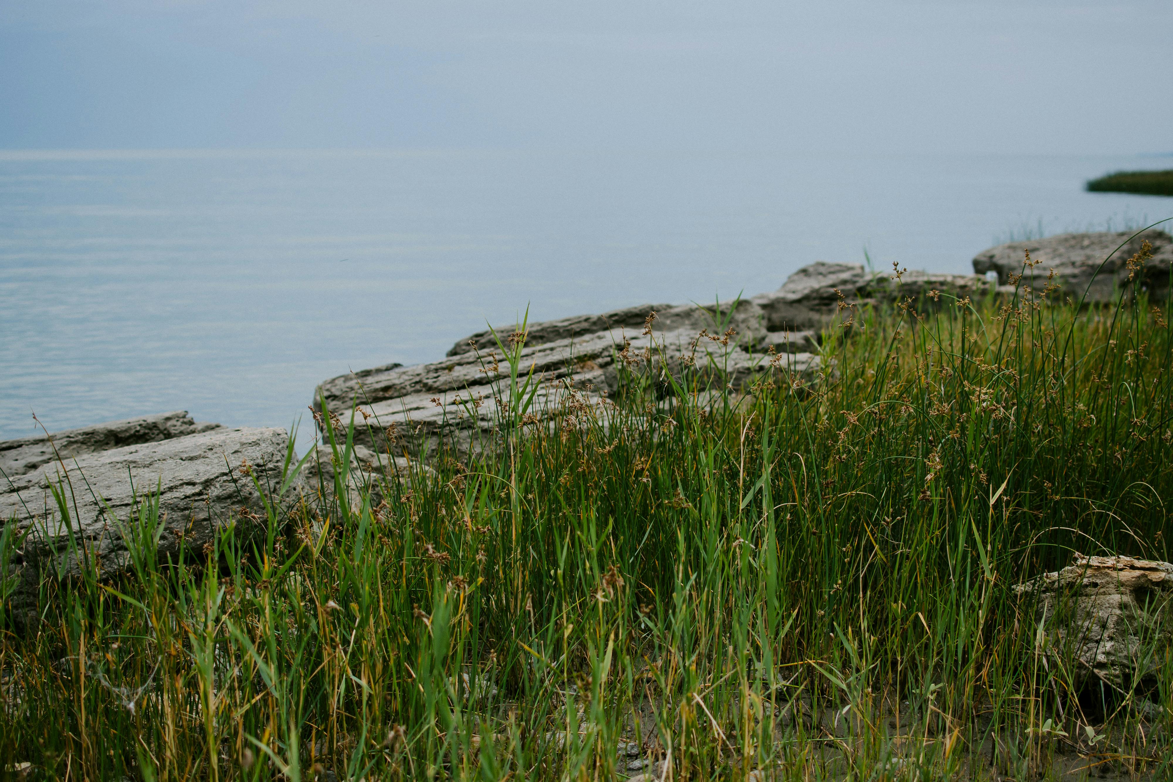 Grass by a Rocky Cliff · Free Stock Photo