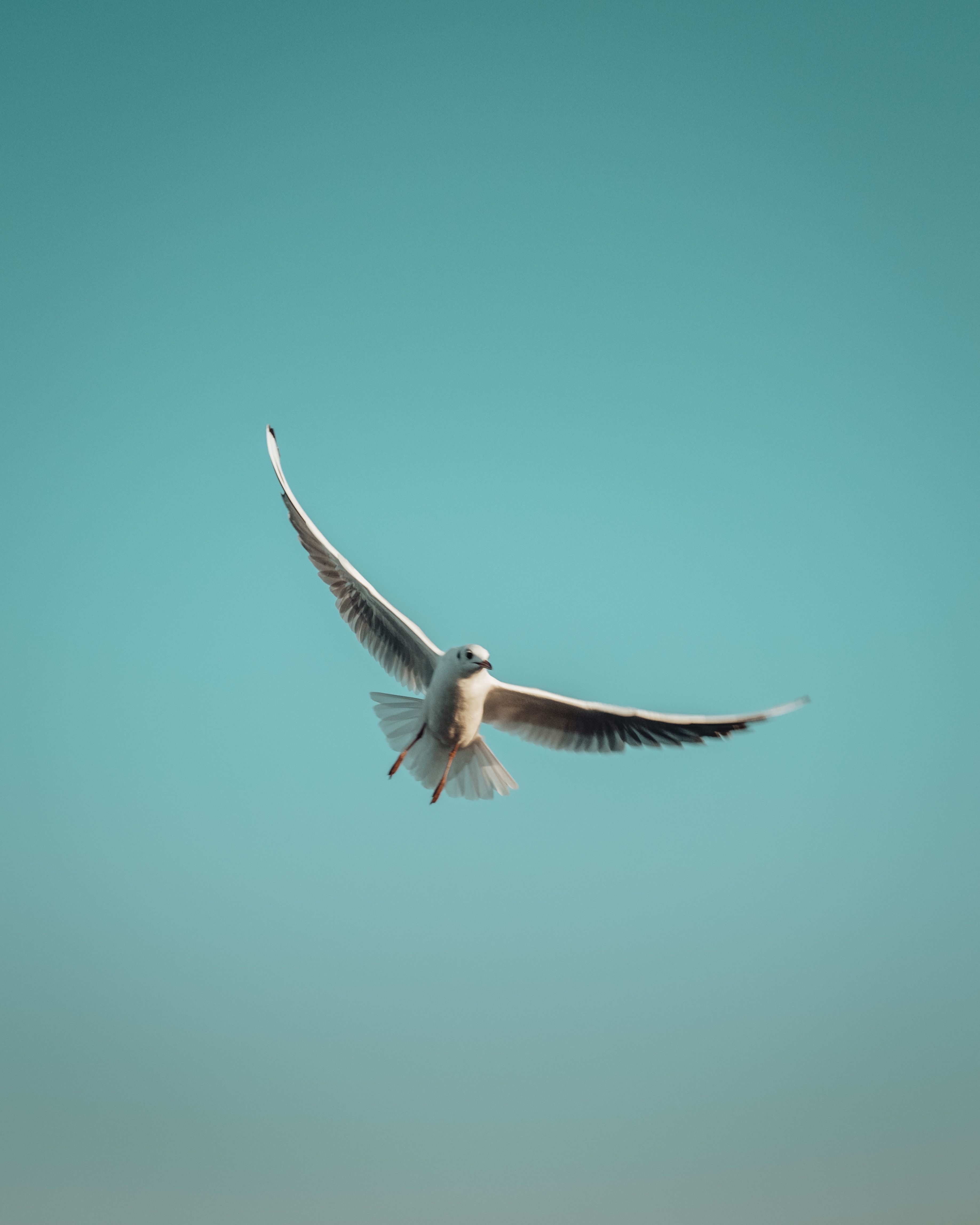 Seagull Flying by a Bridge Arch · Free Stock Photo