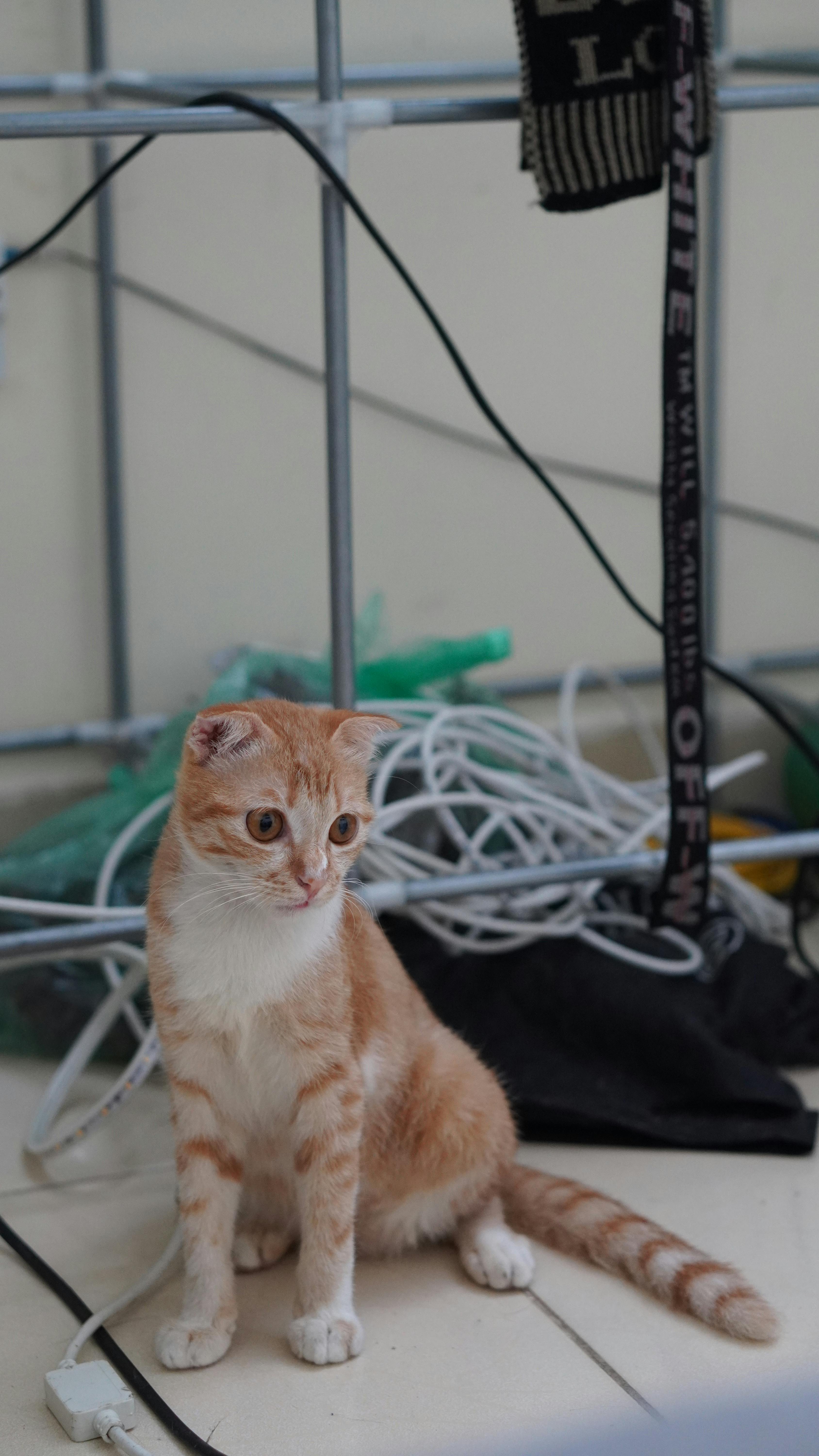 An Orange Tabby Cat Sitting · Free Stock Photo