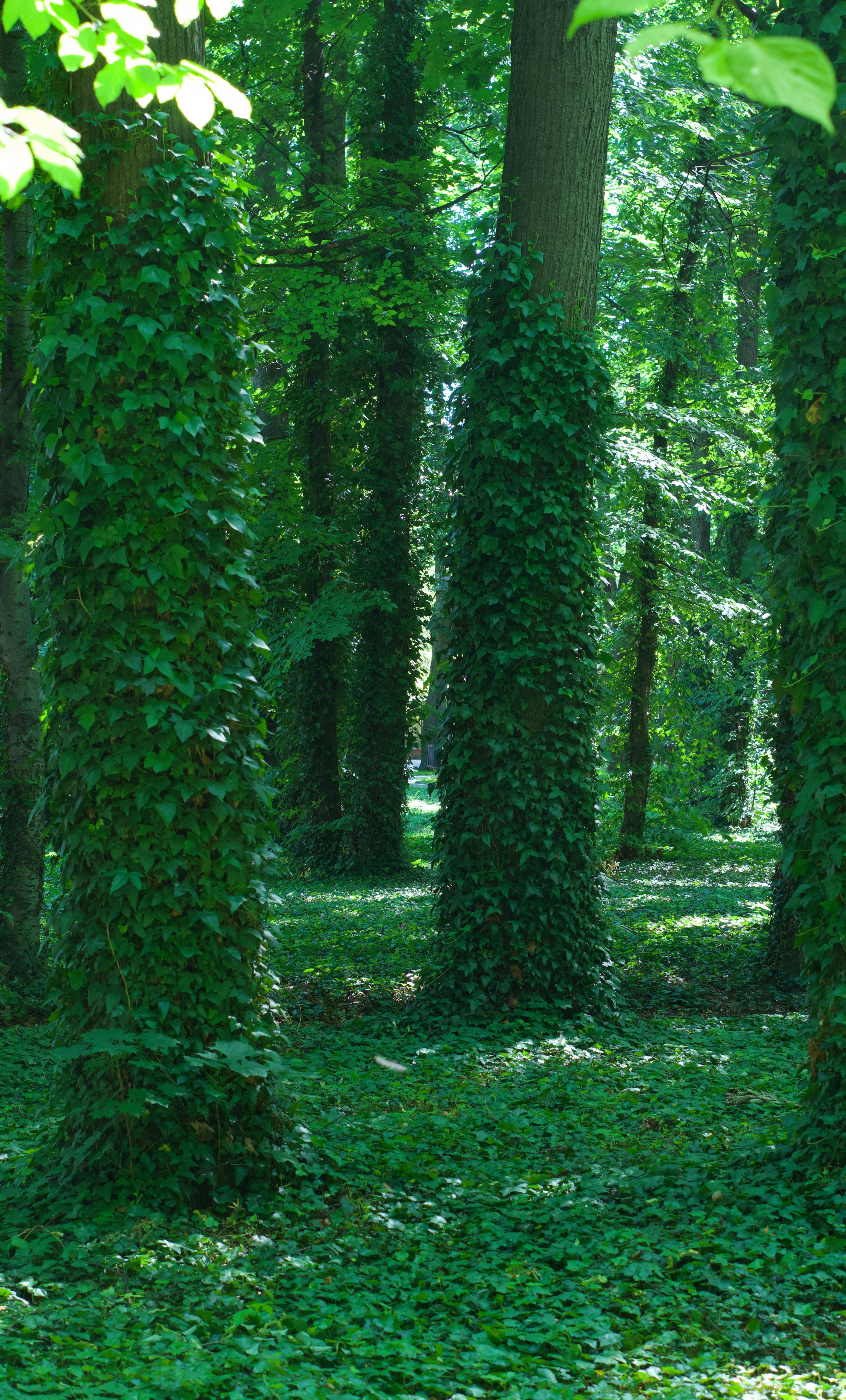Tree Trunks Covered in Green Leaves in the Forest · Free Stock Photo