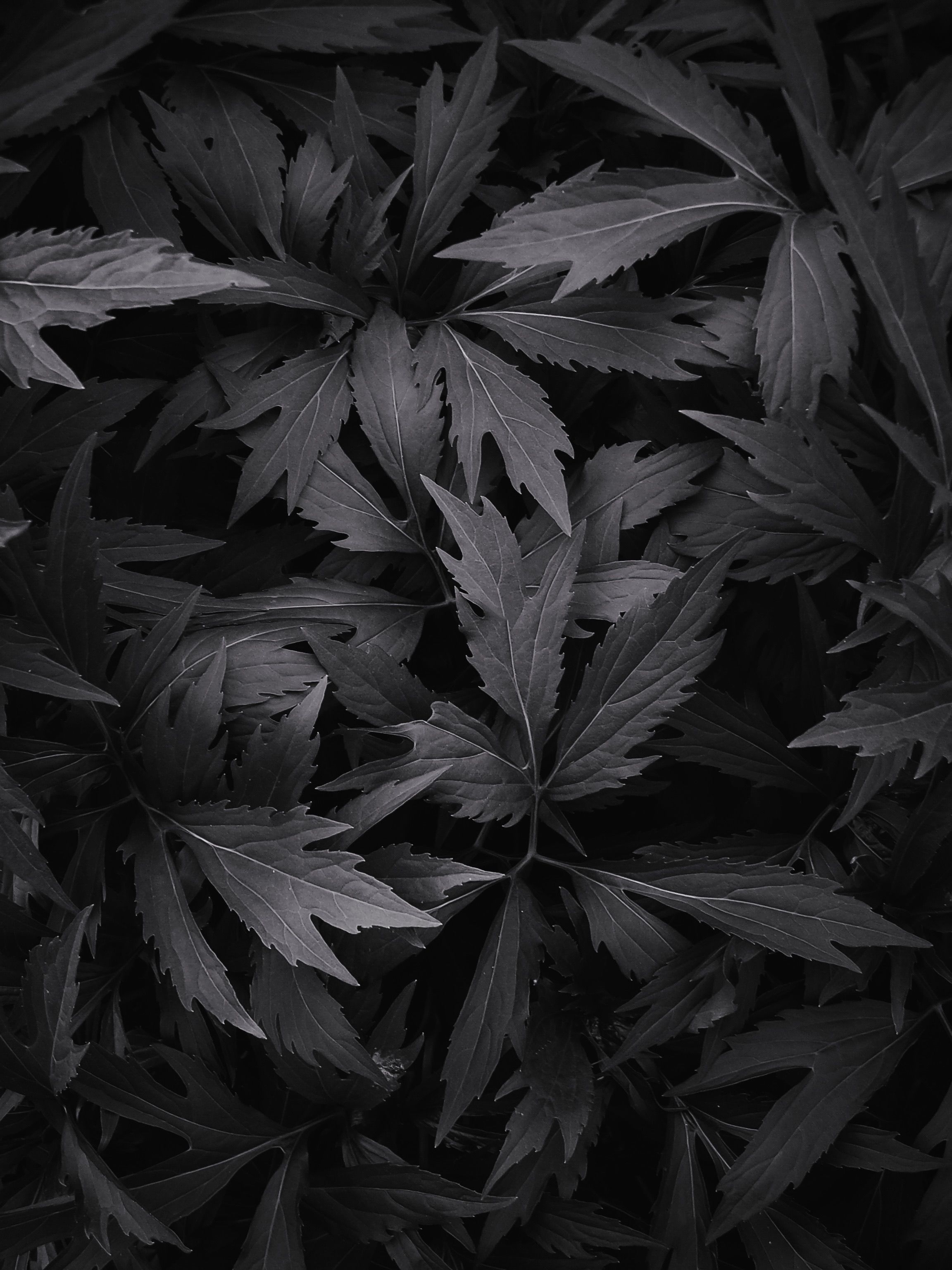 Grayscale Photo of Leaves · Free Stock Photo
