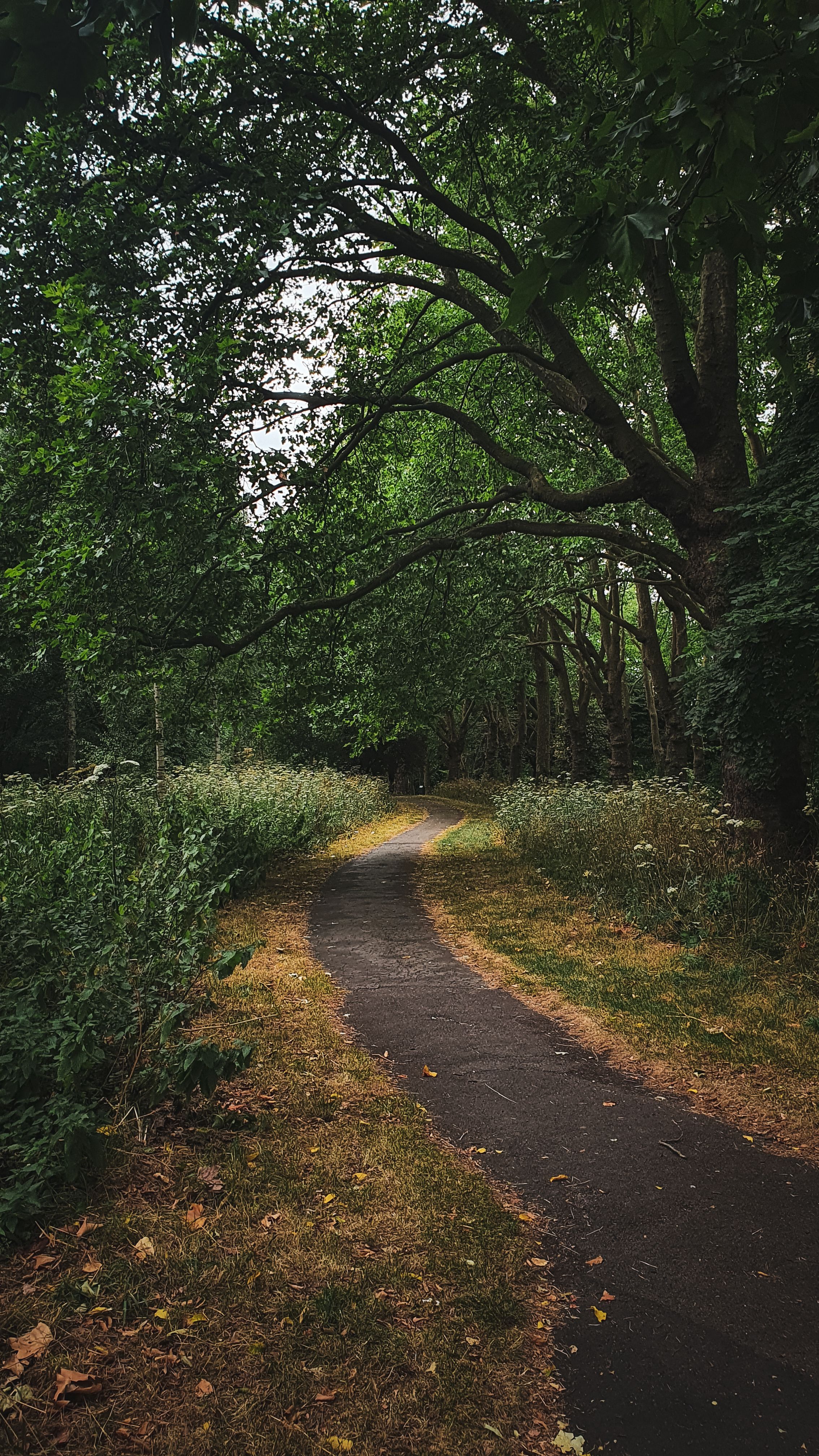 Pathway Between Trees · Free Stock Photo