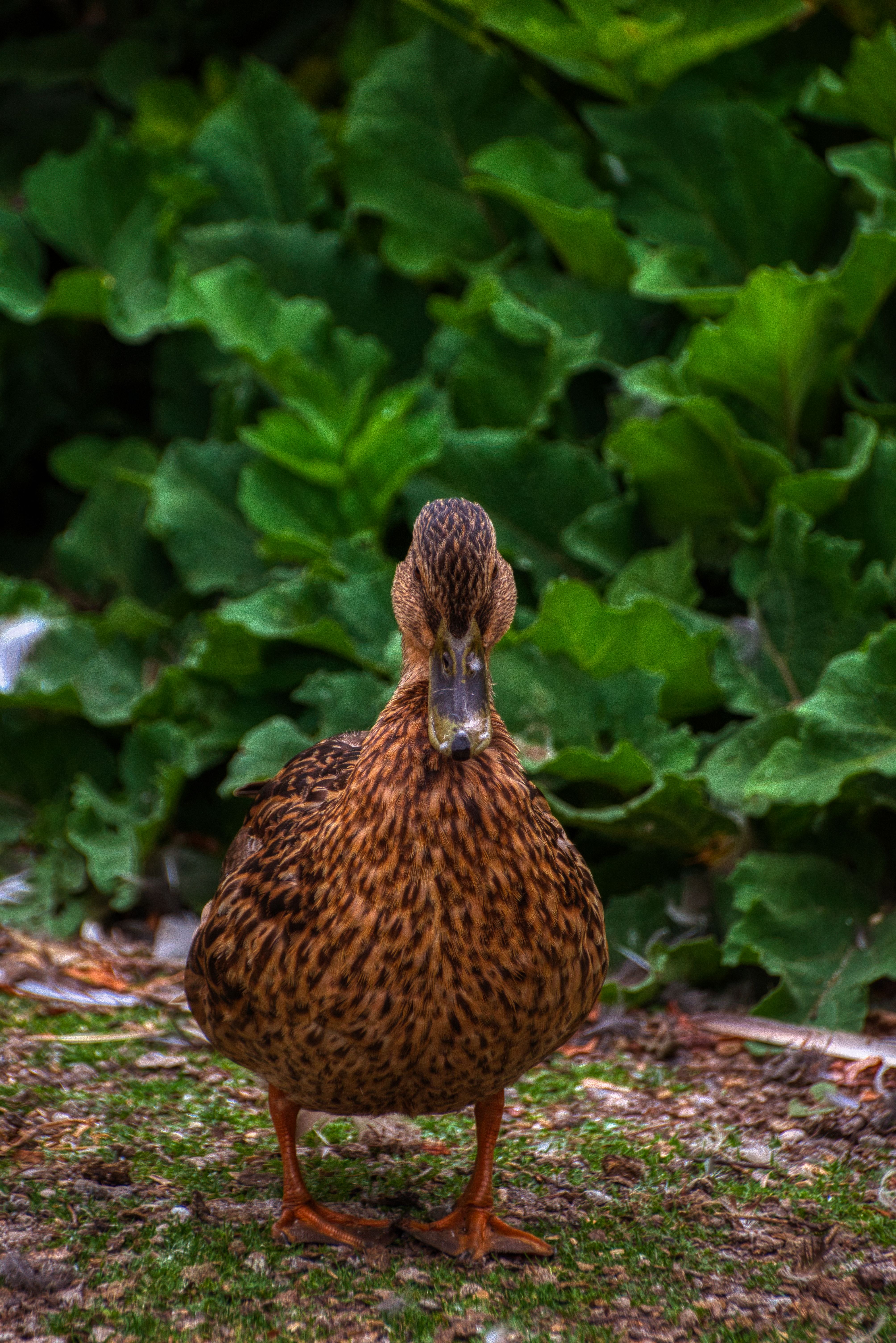 Close-Up Shot of a Mallard · Free Stock Photo