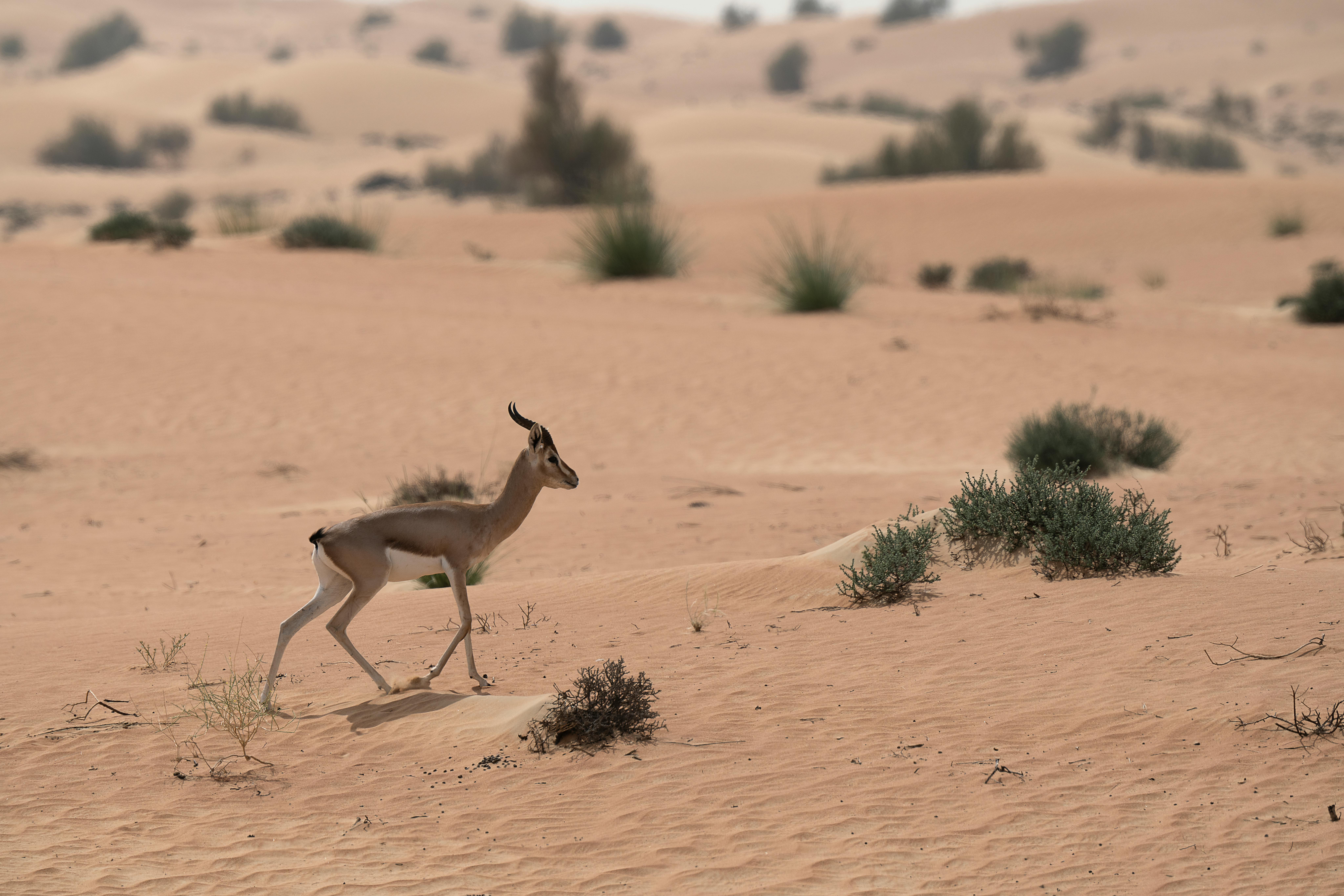 Arabian Gazelle Walking on the Desert · Free Stock Photo