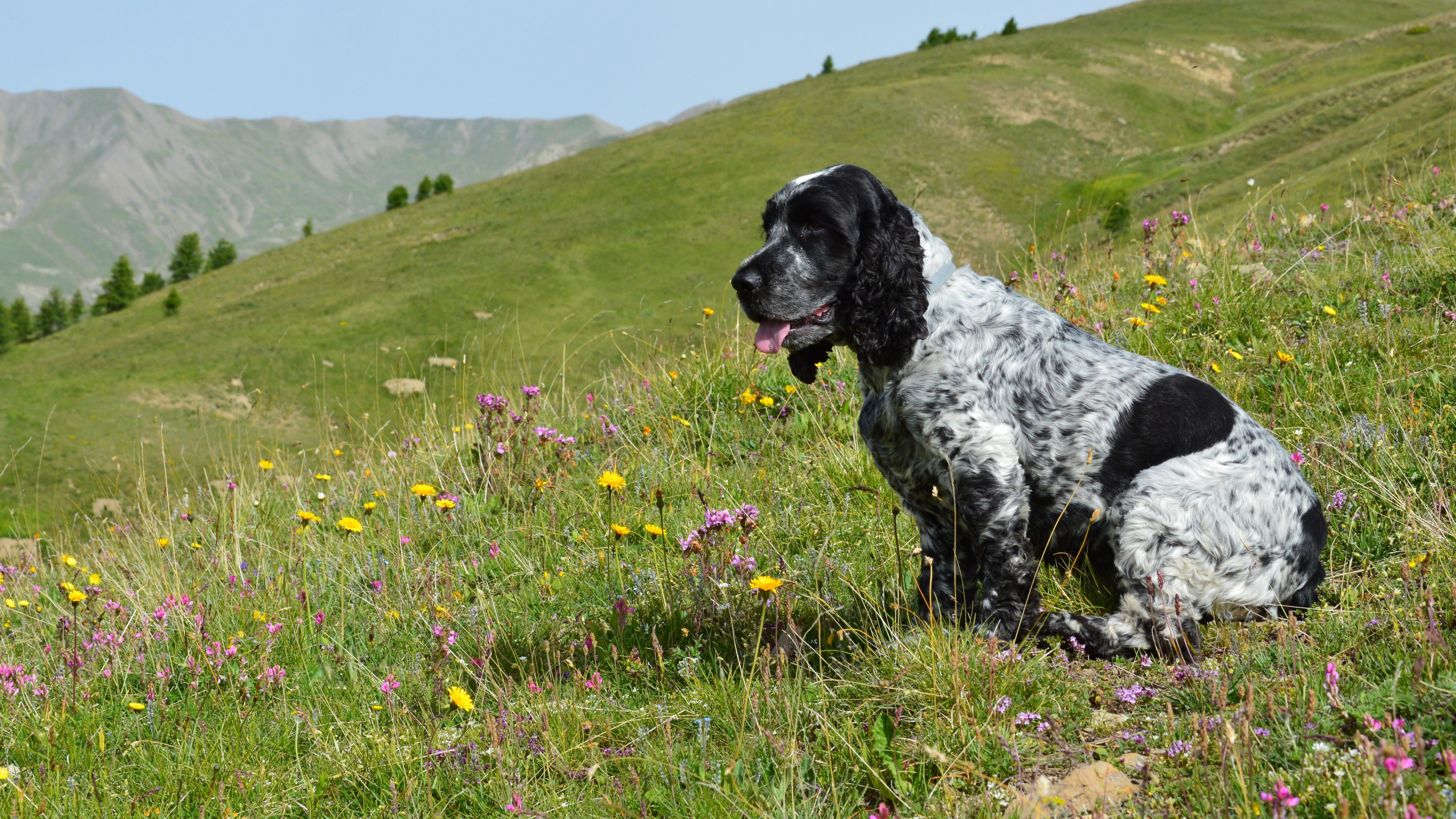 Dog Sitting on Green Grass Field · Free Stock Photo