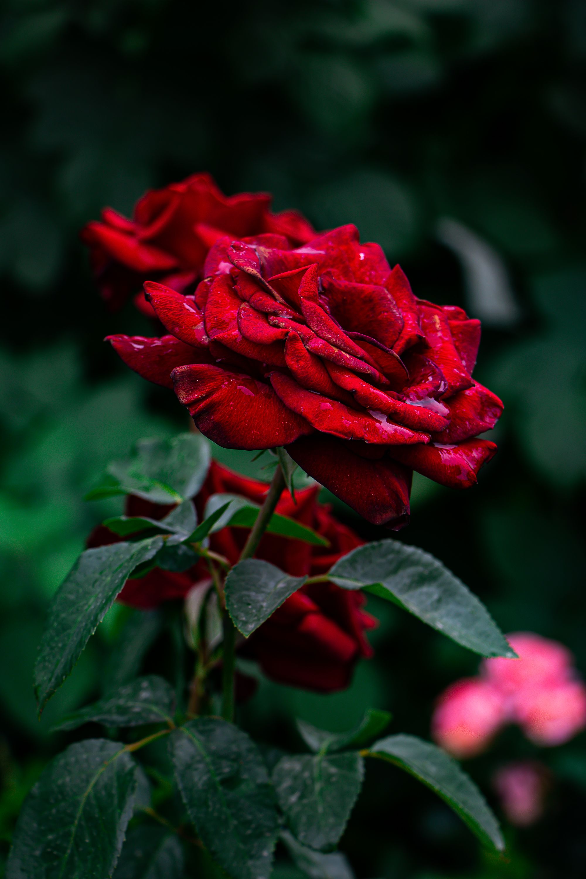 Photo of Red Rose · Free Stock Photo