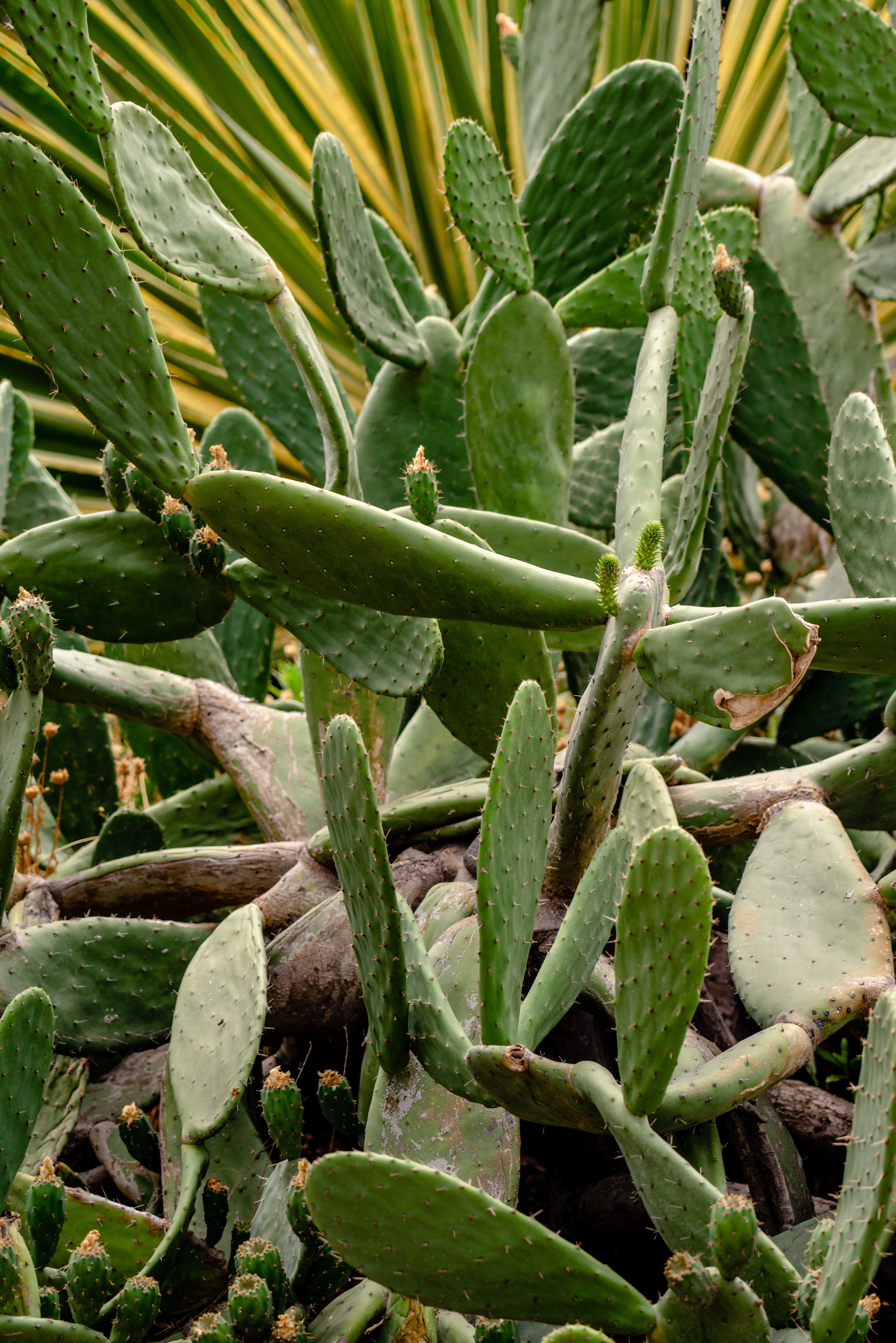 Cactus Plant Growing in Wild Nature · Free Stock Photo