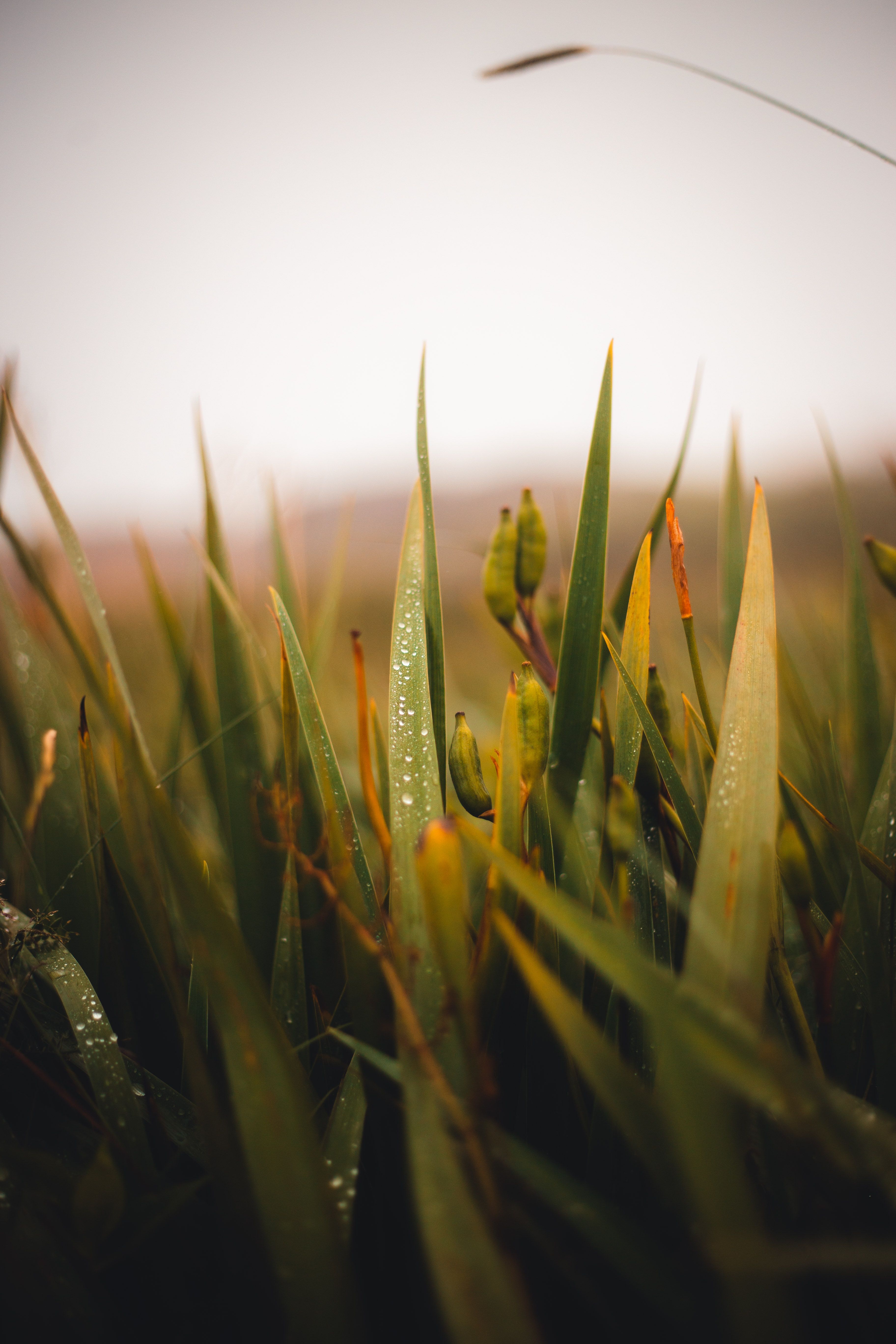 Grass in Close-Up Photography · Free Stock Photo