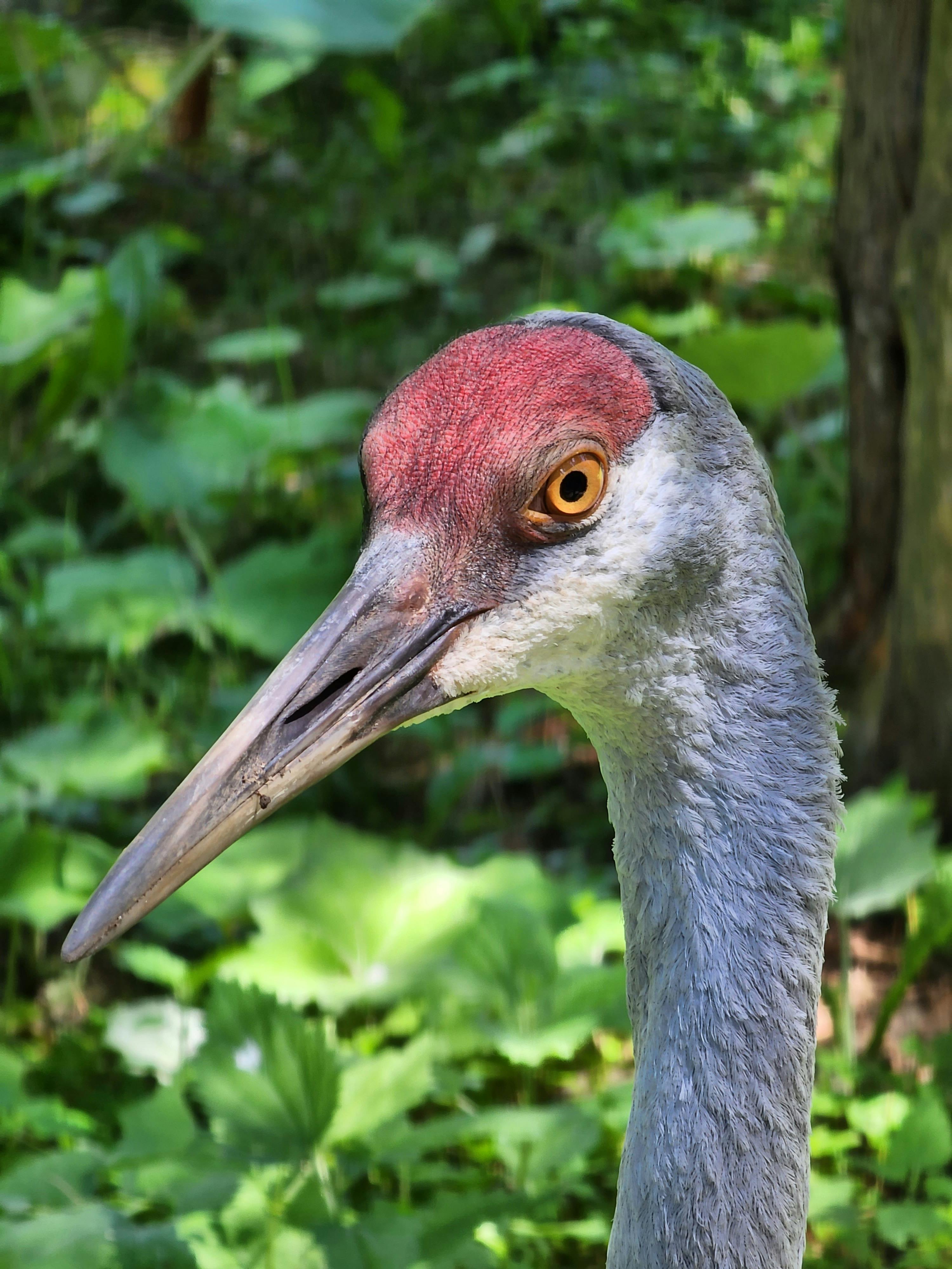 Crane Bird in Close Up Photography · Free Stock Photo