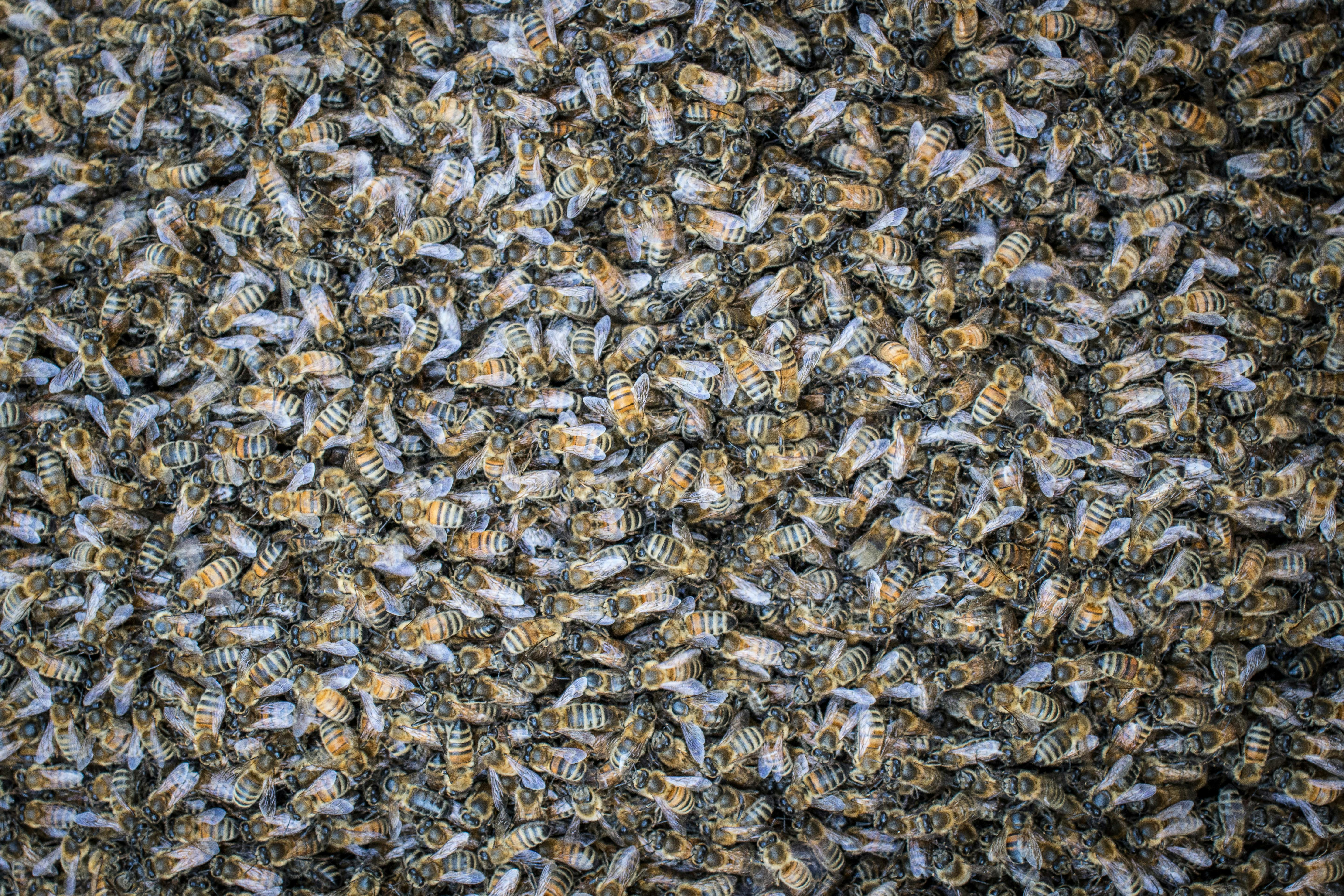 Overhead Shot of A Swarm of Bees · Free Stock Photo
