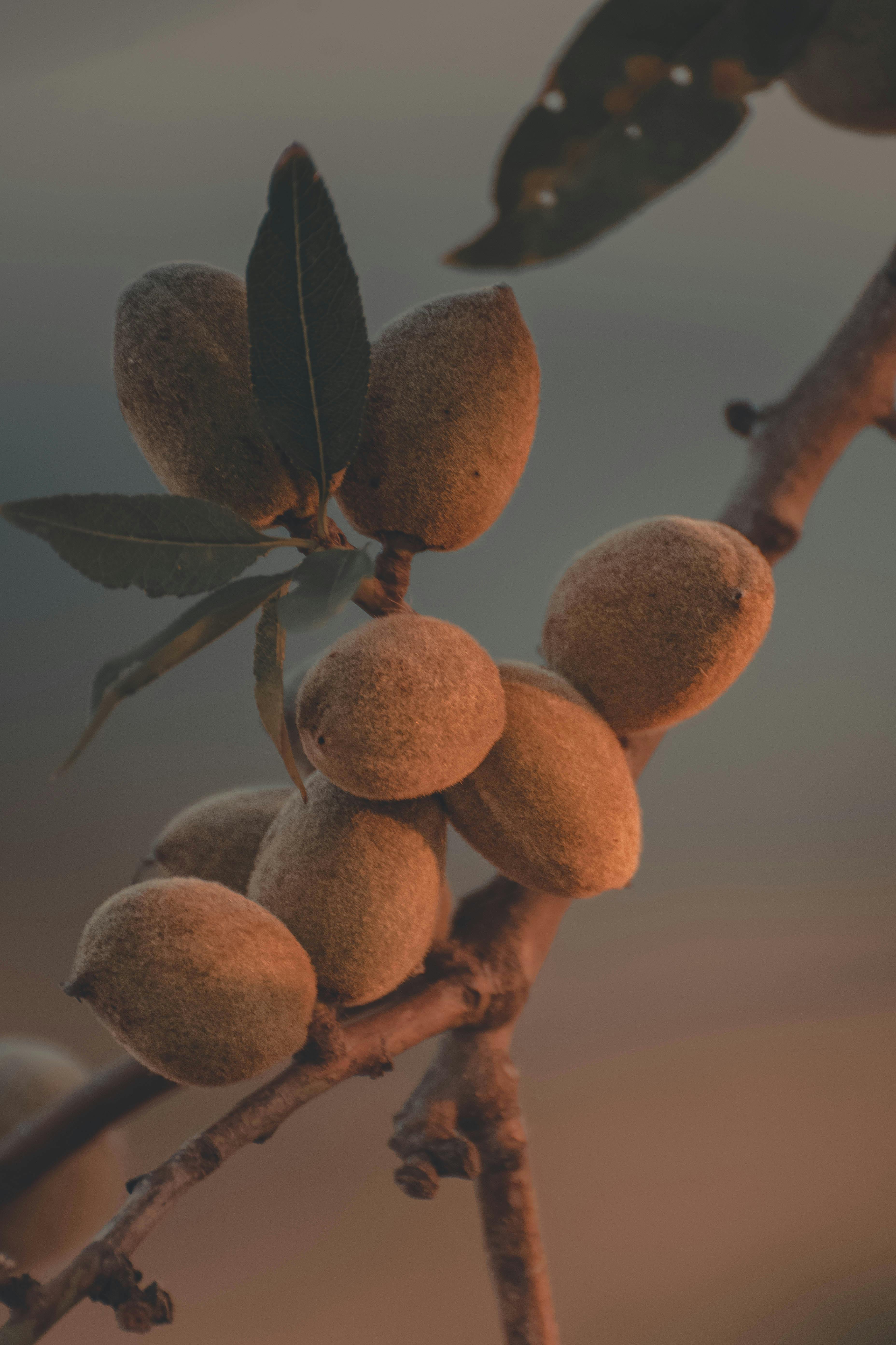 Fig Tree Photos, Download The BEST Free Fig Tree Stock Photos & HD Images