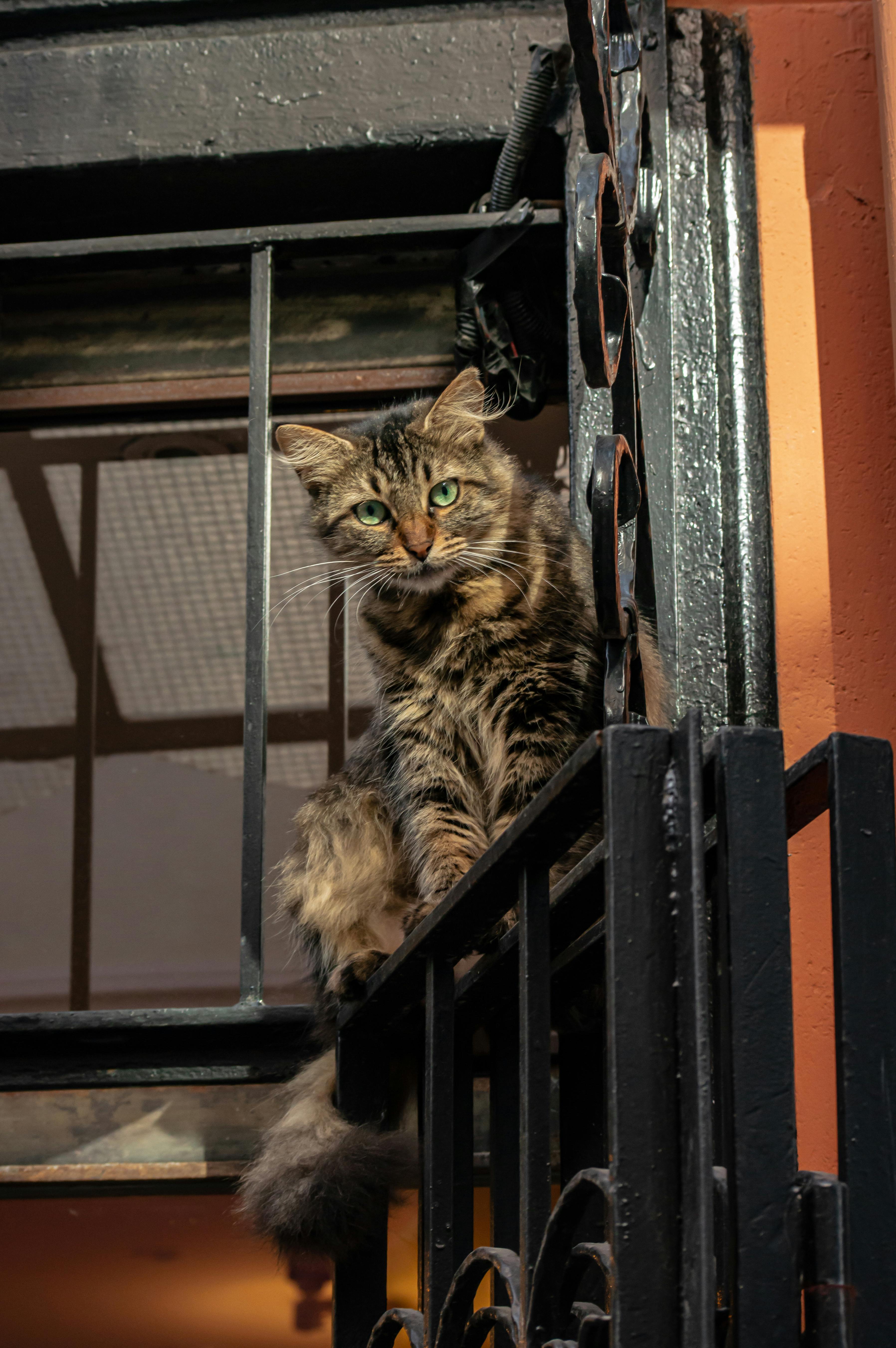 Close-Up Shot of a Maine Coon Cat on Black Metal Fence · Free Stock Photo