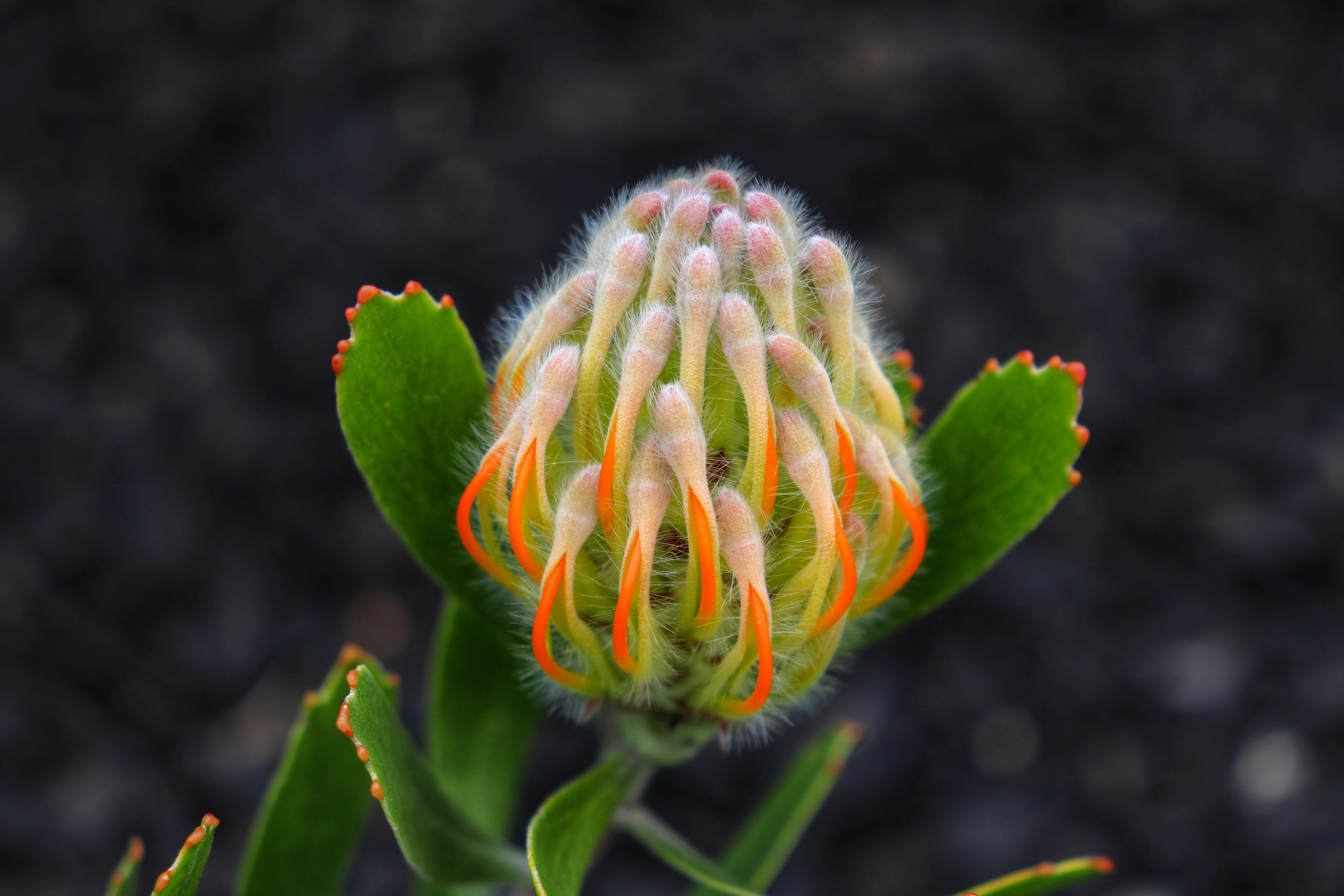 Roj Flower Photos, Download Free Roj Flower Stock Photos & HD Images