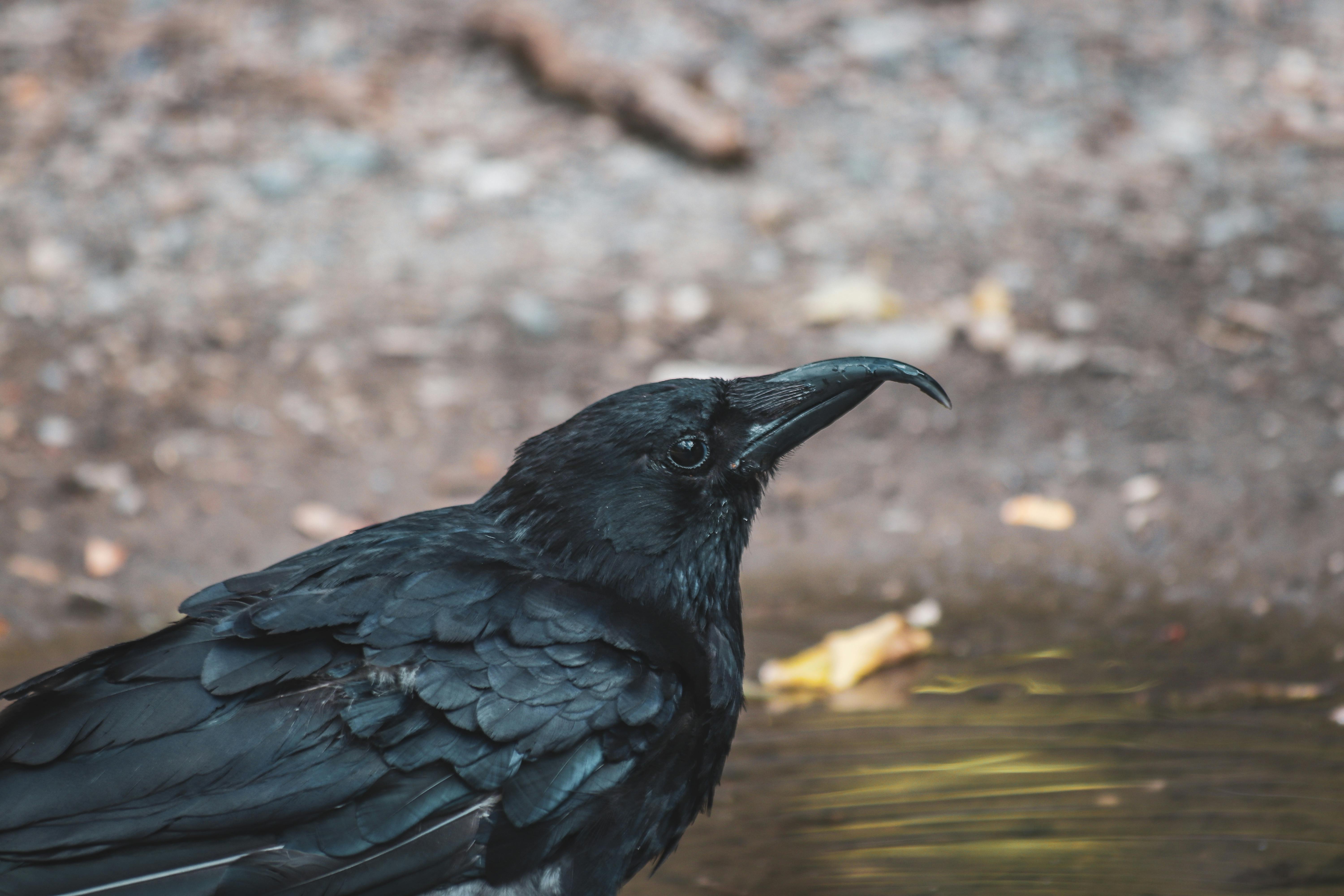 Close-Up Shot of a Raven · Free Stock Photo