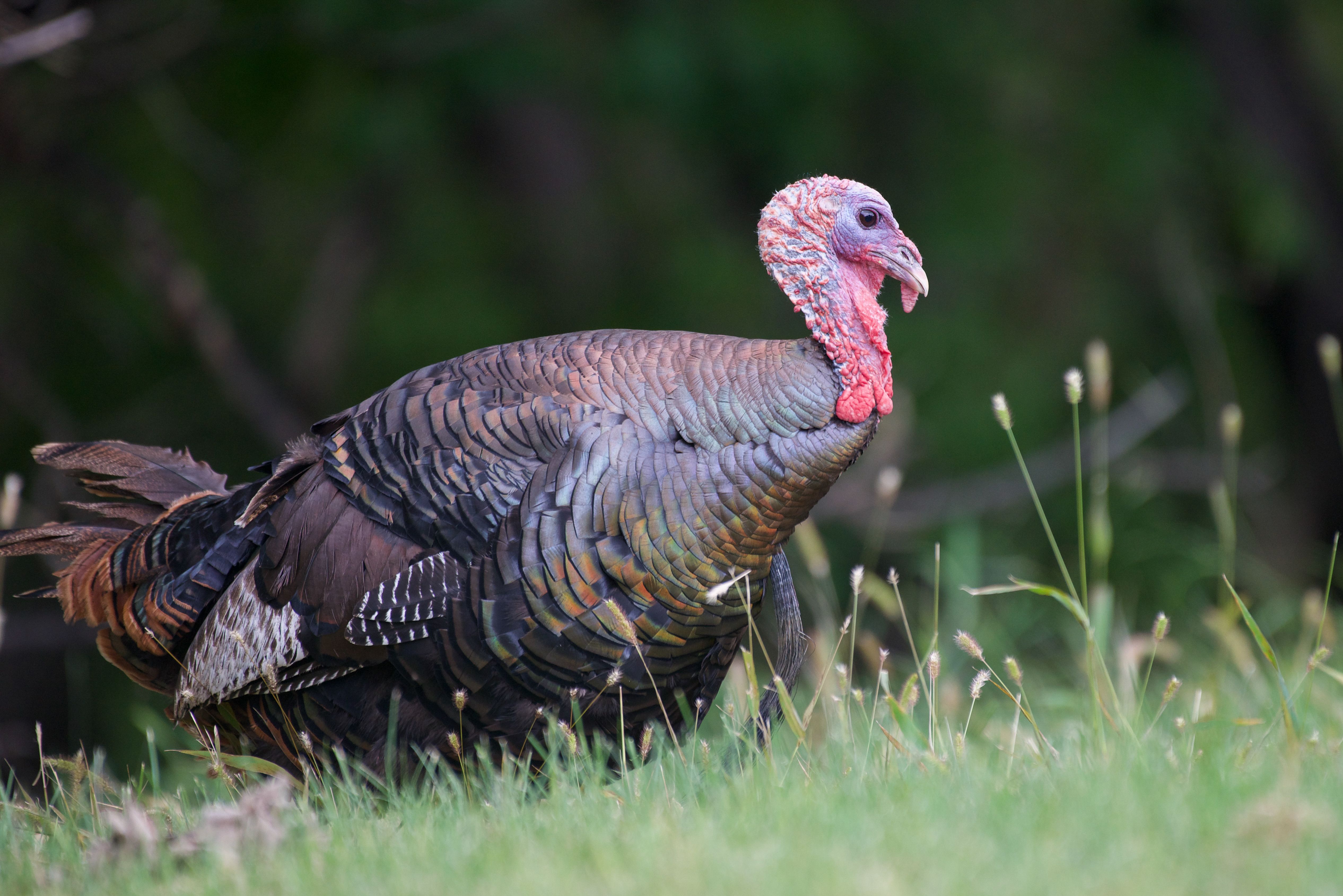 Close Up Photo of a Turkey · Free Stock Photo