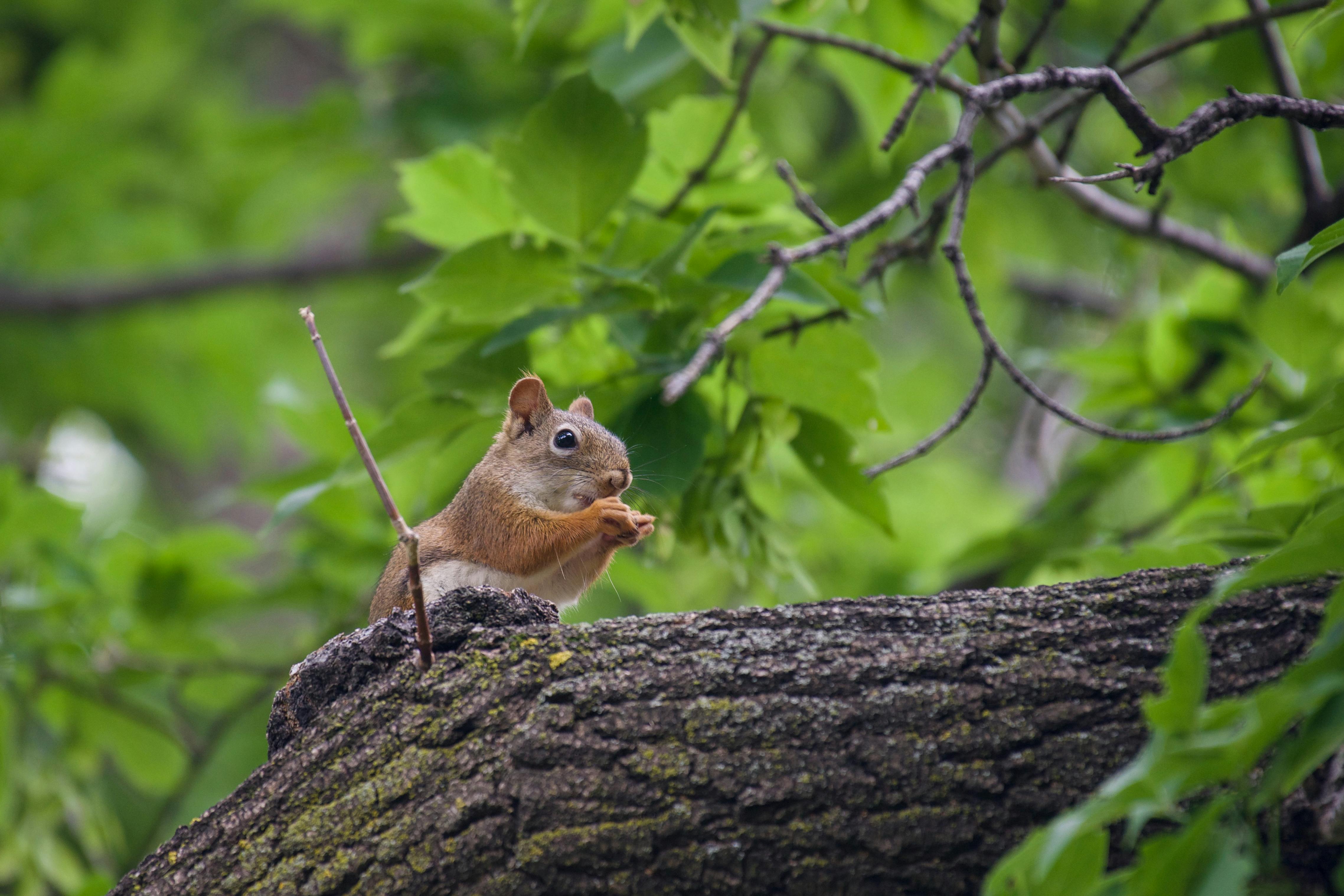 Free stock photo of animal pictures, animals in the wild, beauty in ...