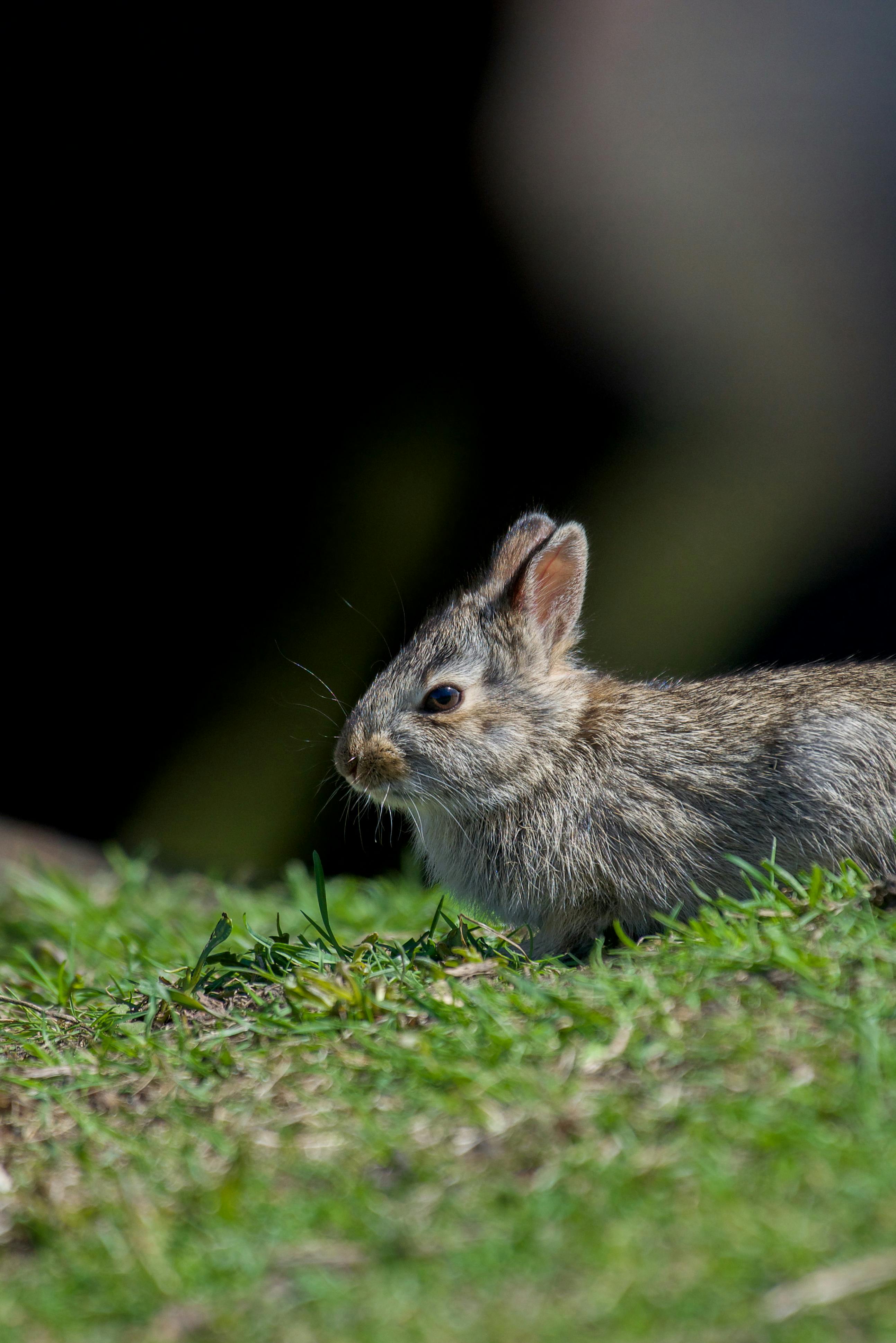 Close-up Photo of Bunnies · Free Stock Photo