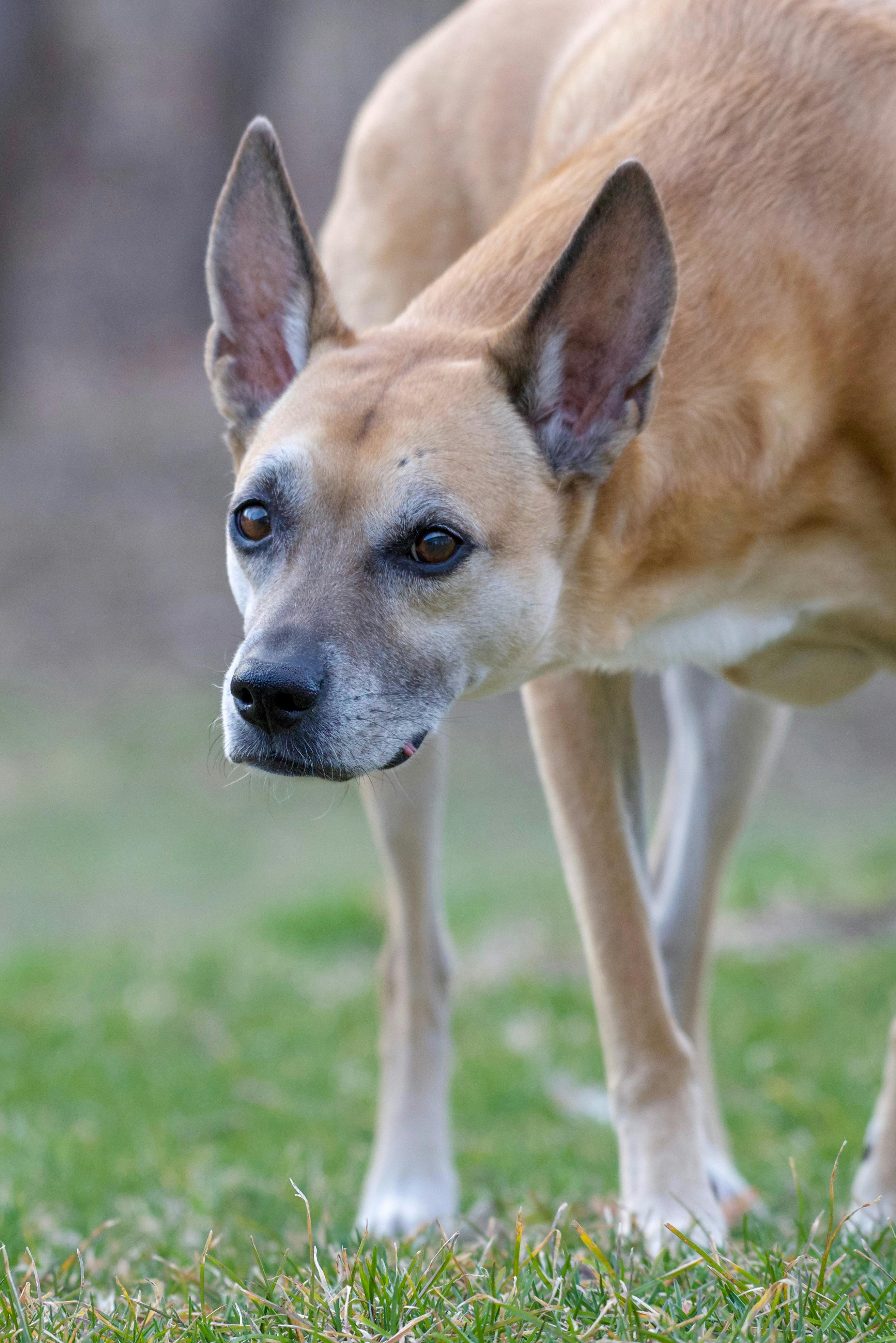 Basenji Rhodesian Ridgeback Mix