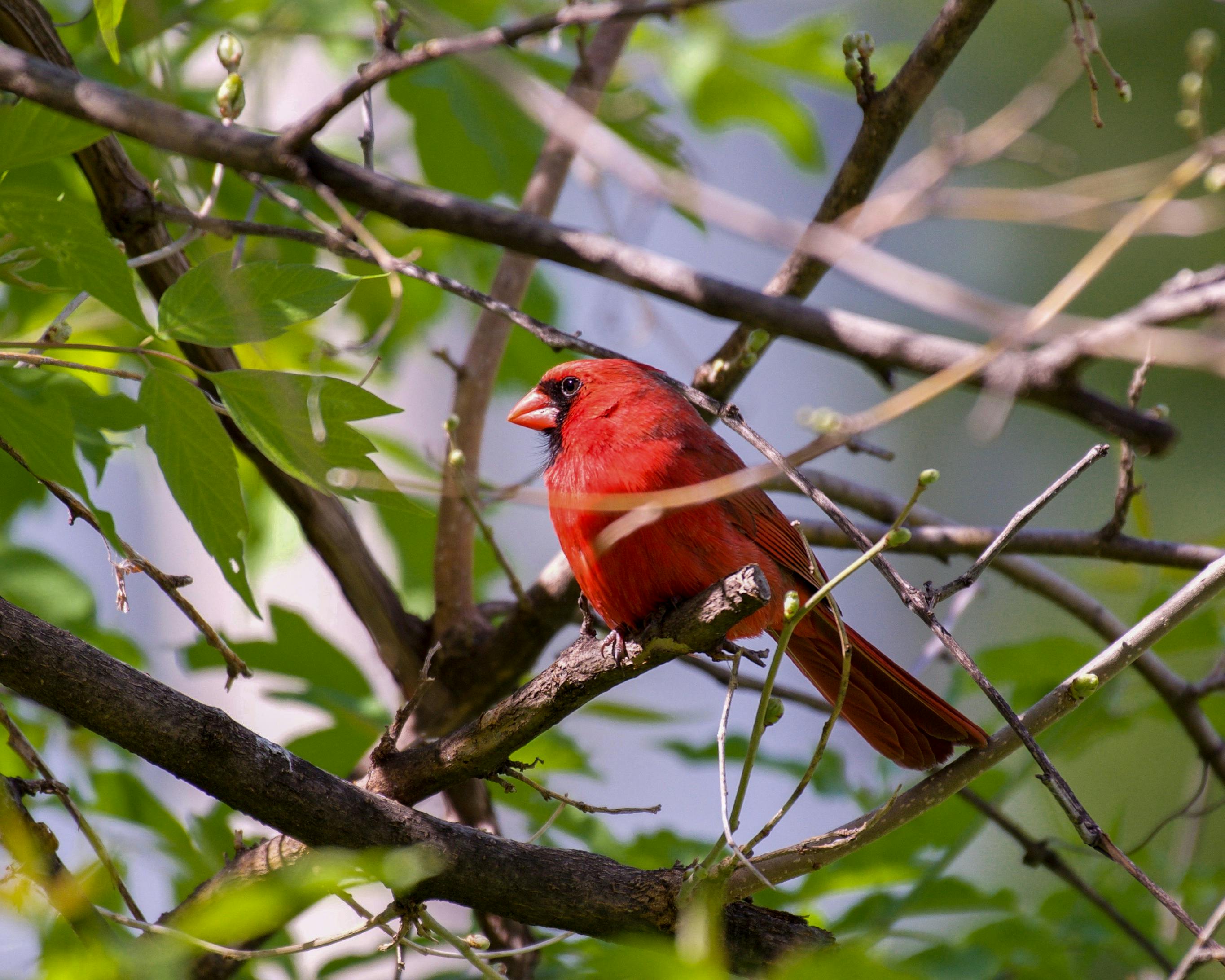 Close Up Photo of a Red Cardinal · Free Stock Photo
