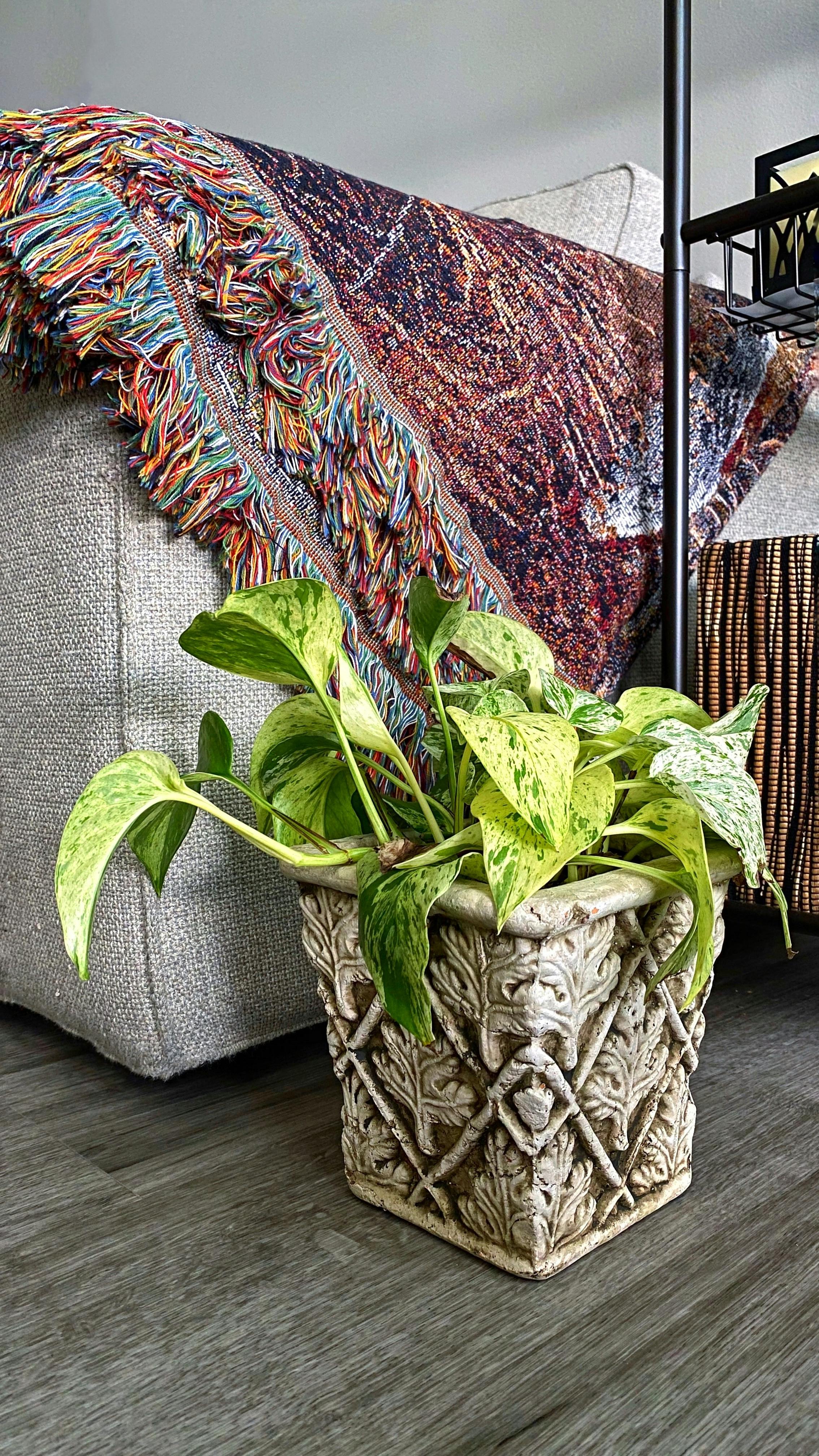 Jason Alvarez - 사진