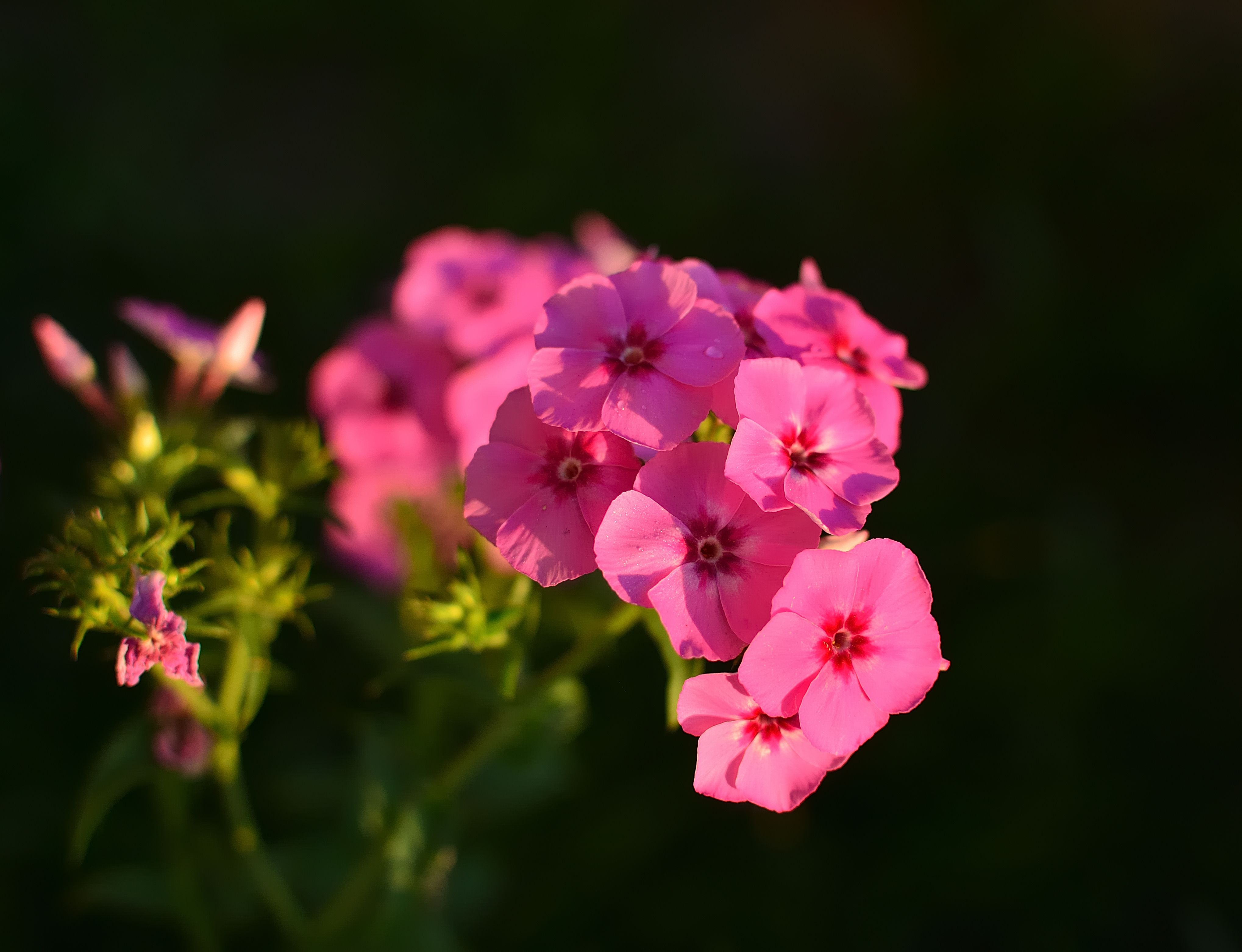 Close-Up Shot of Blooming Pink Flowers · Free Stock Photo