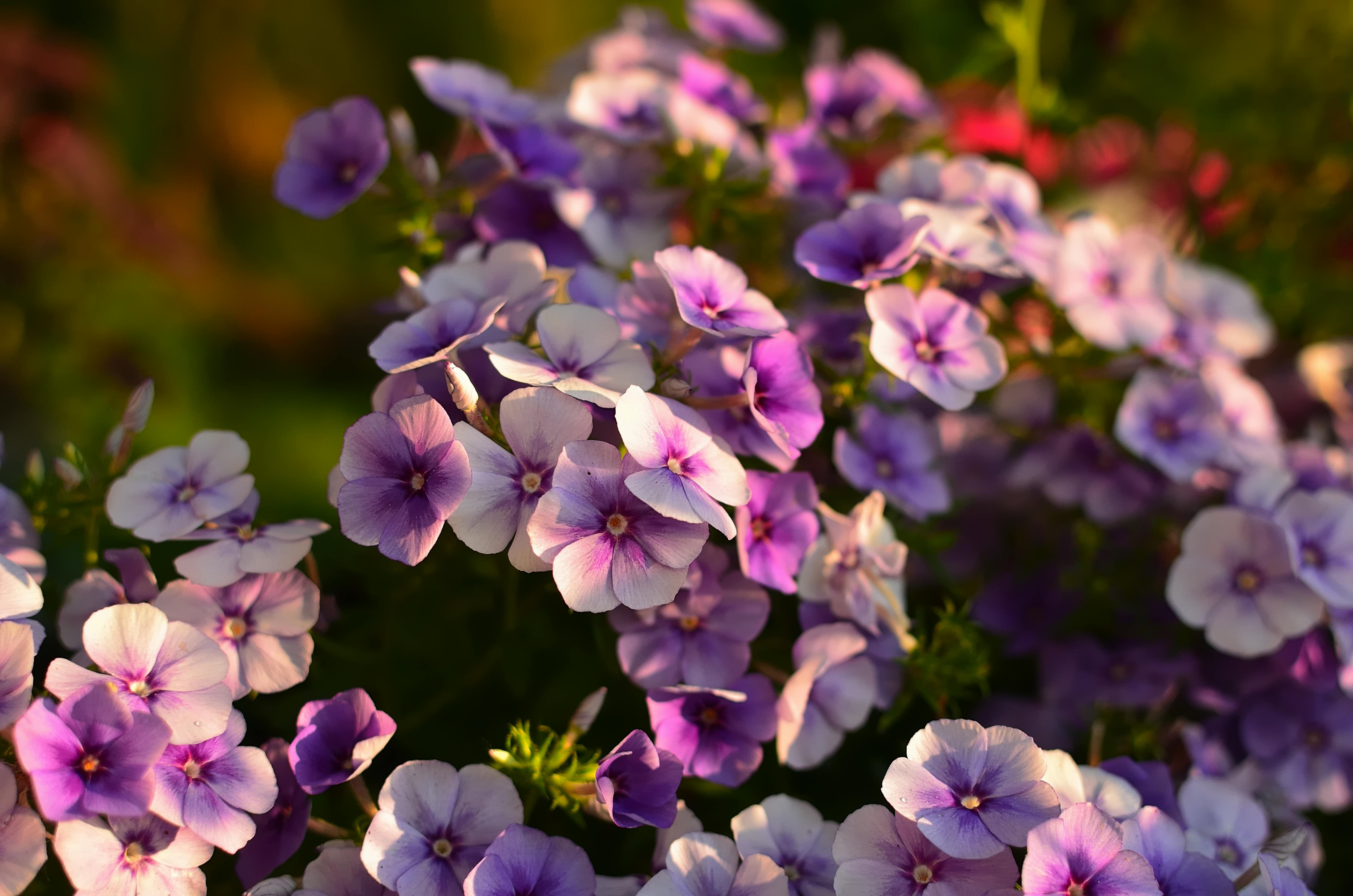 Phlox Photos, Download The BEST Free Phlox Stock Photos & HD Images