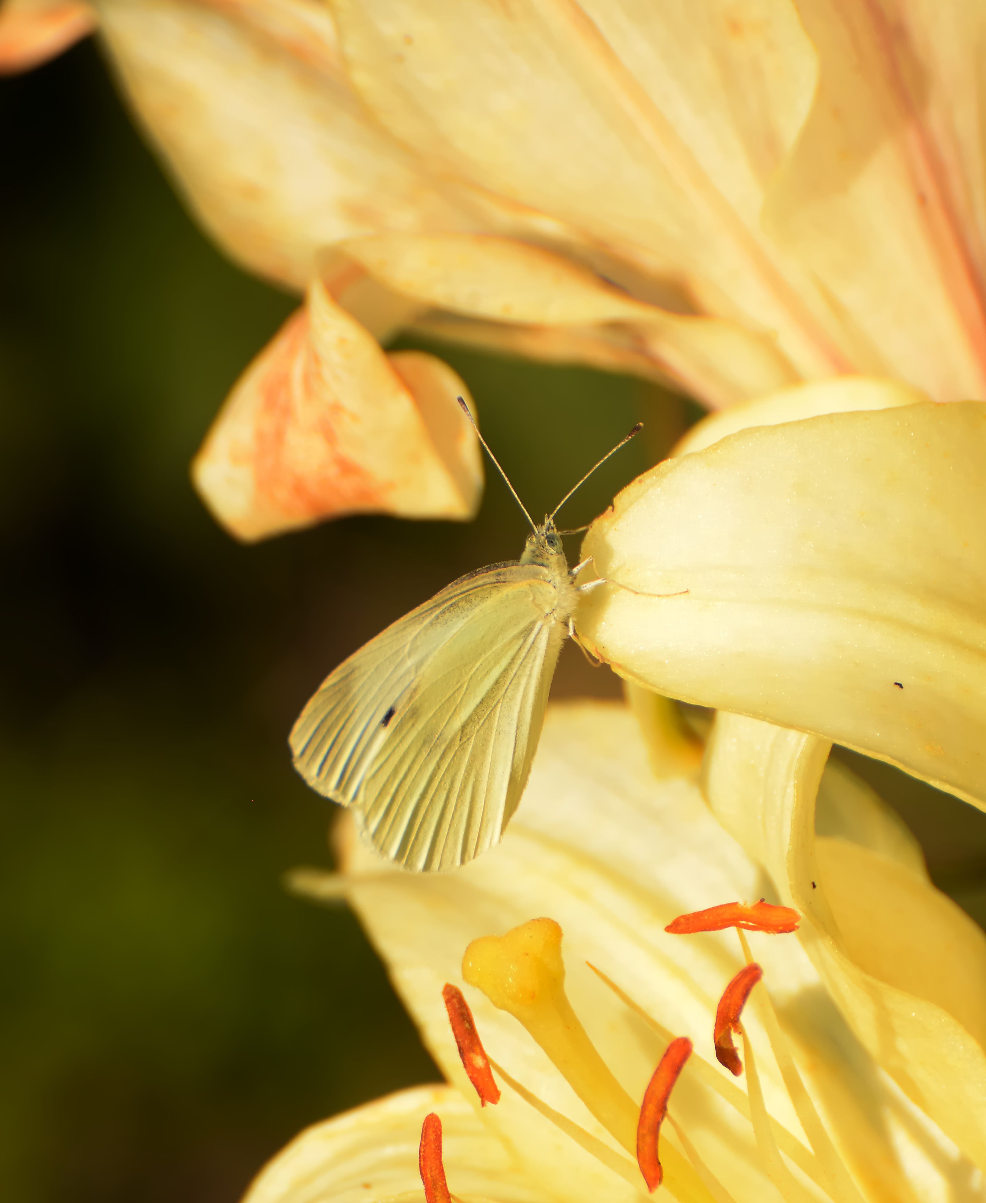 White Butterfly Photos, Download The BEST Free White Butterfly Stock ...