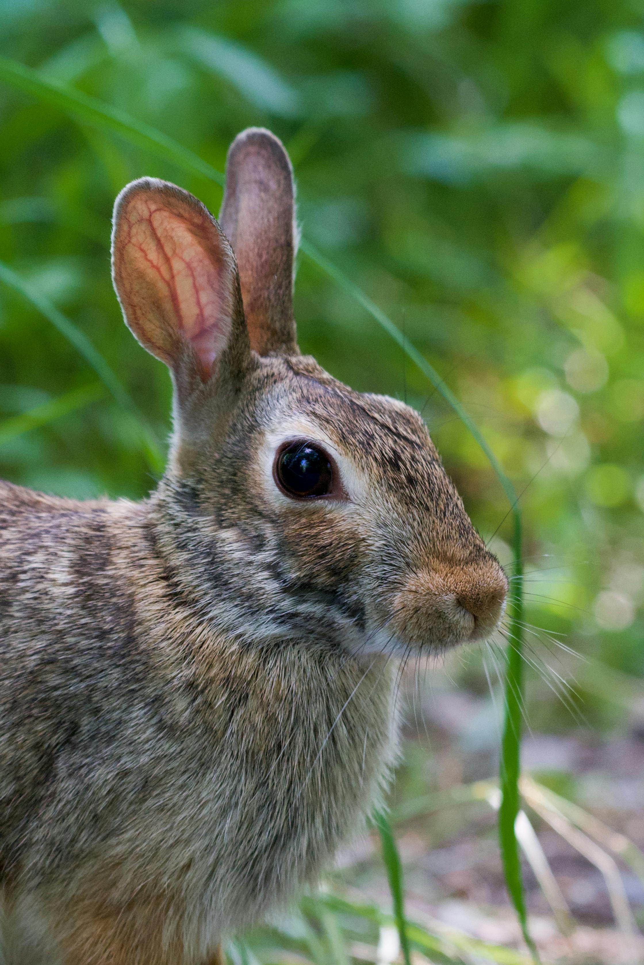 Photo of A Rabbit Near A Tree · Free Stock Photo