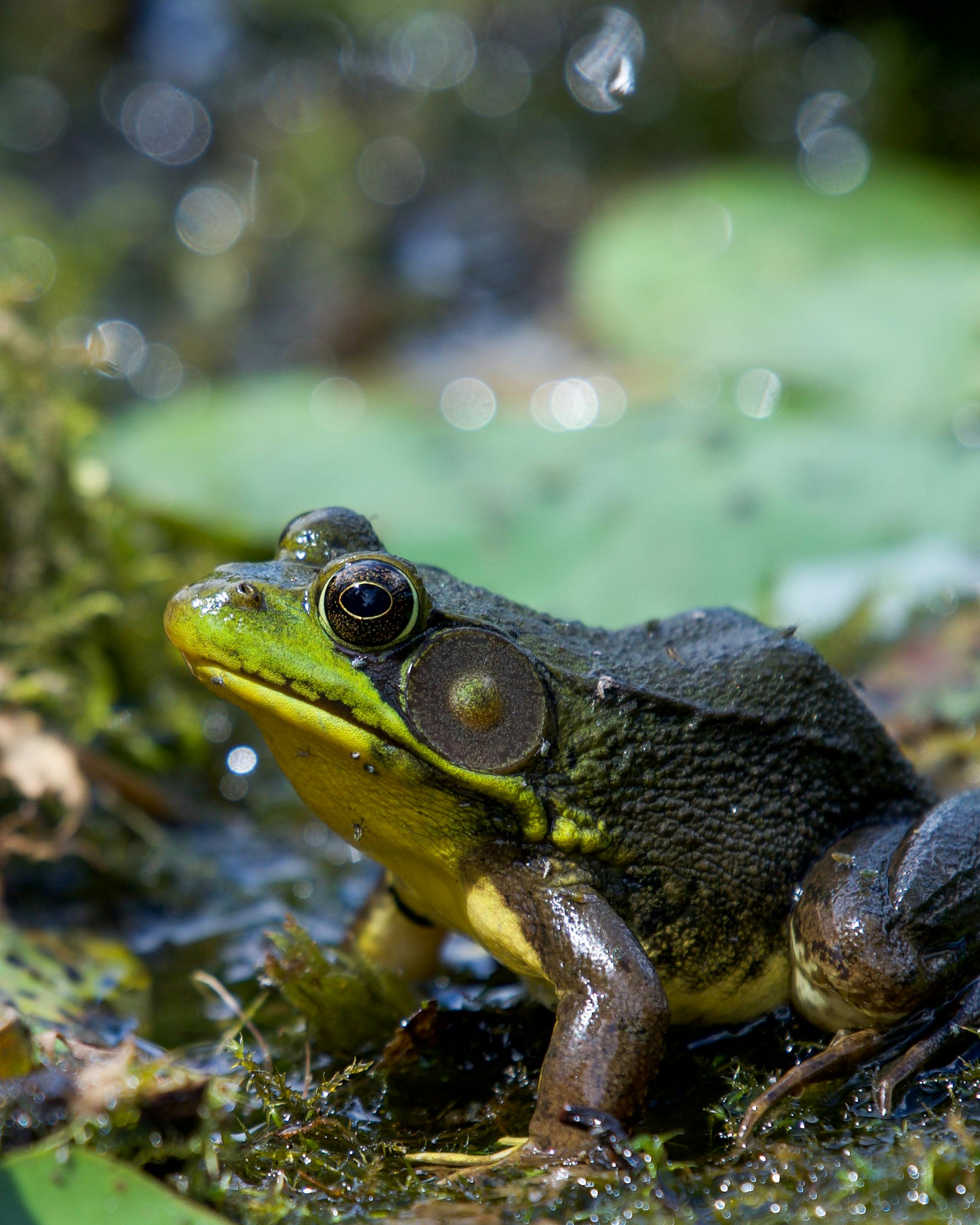 Close-Up Shot of a Frog · Free Stock Photo