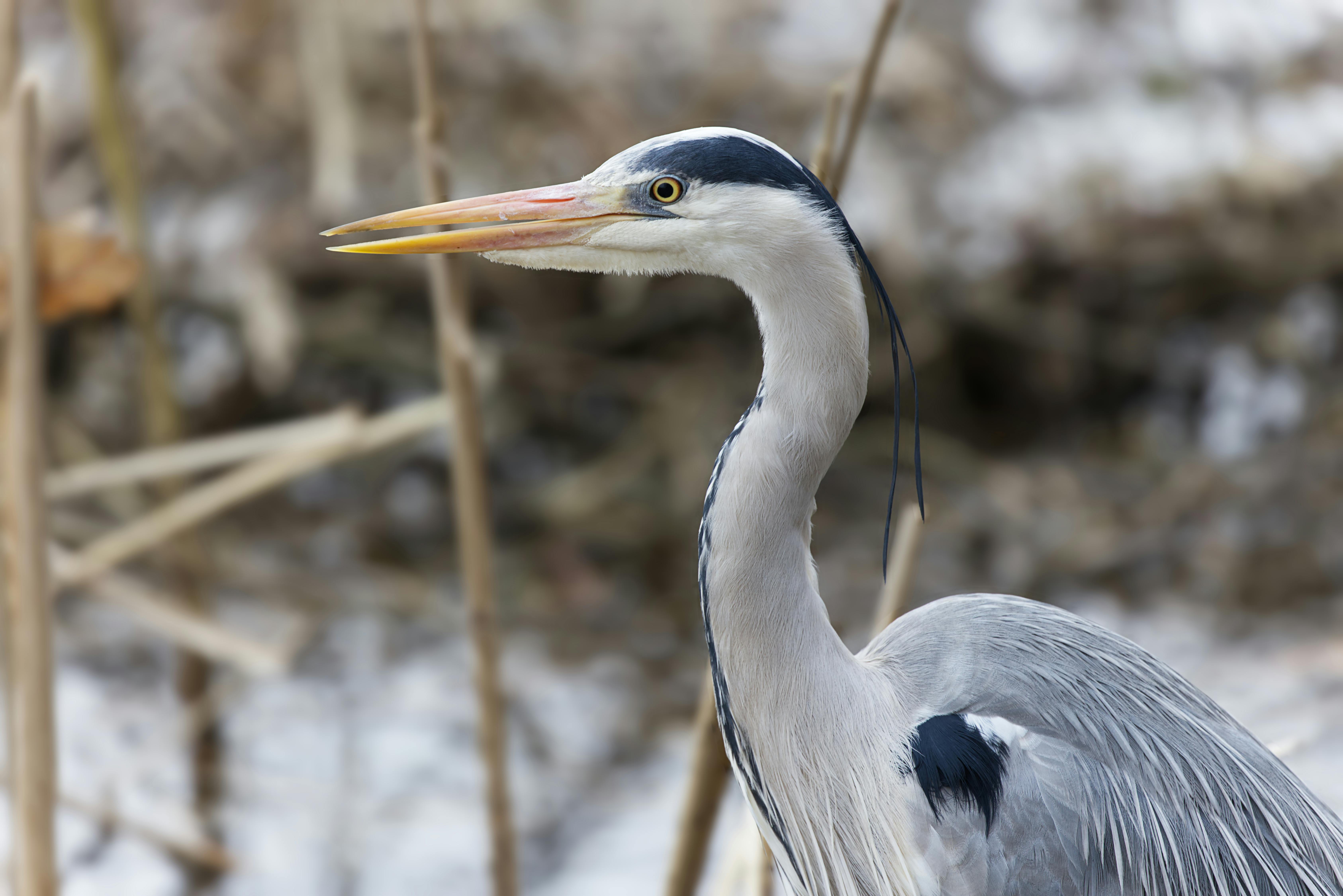 Painting of Egrets · Free Stock Photo