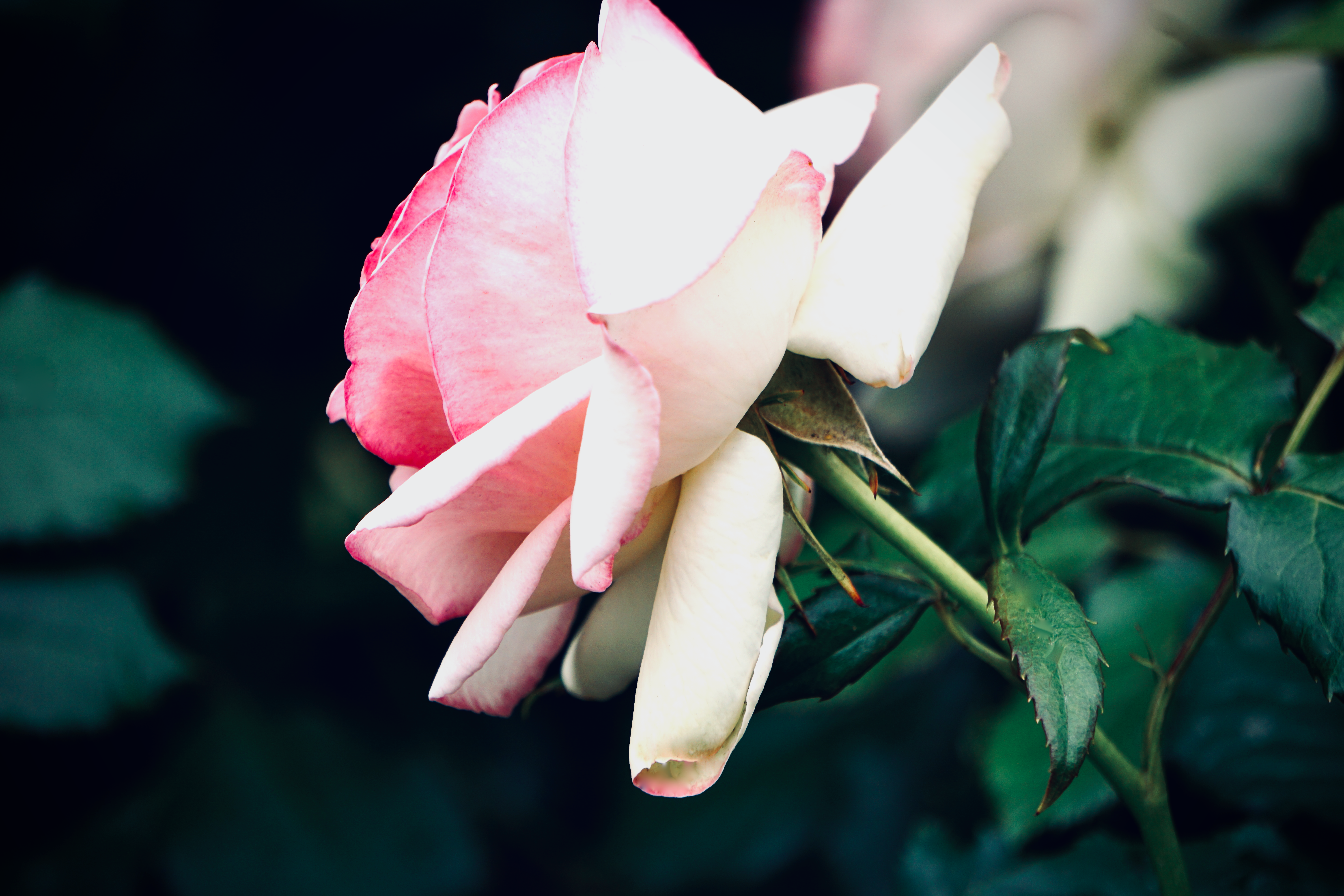 A Pink and White Rose · Free Stock Photo