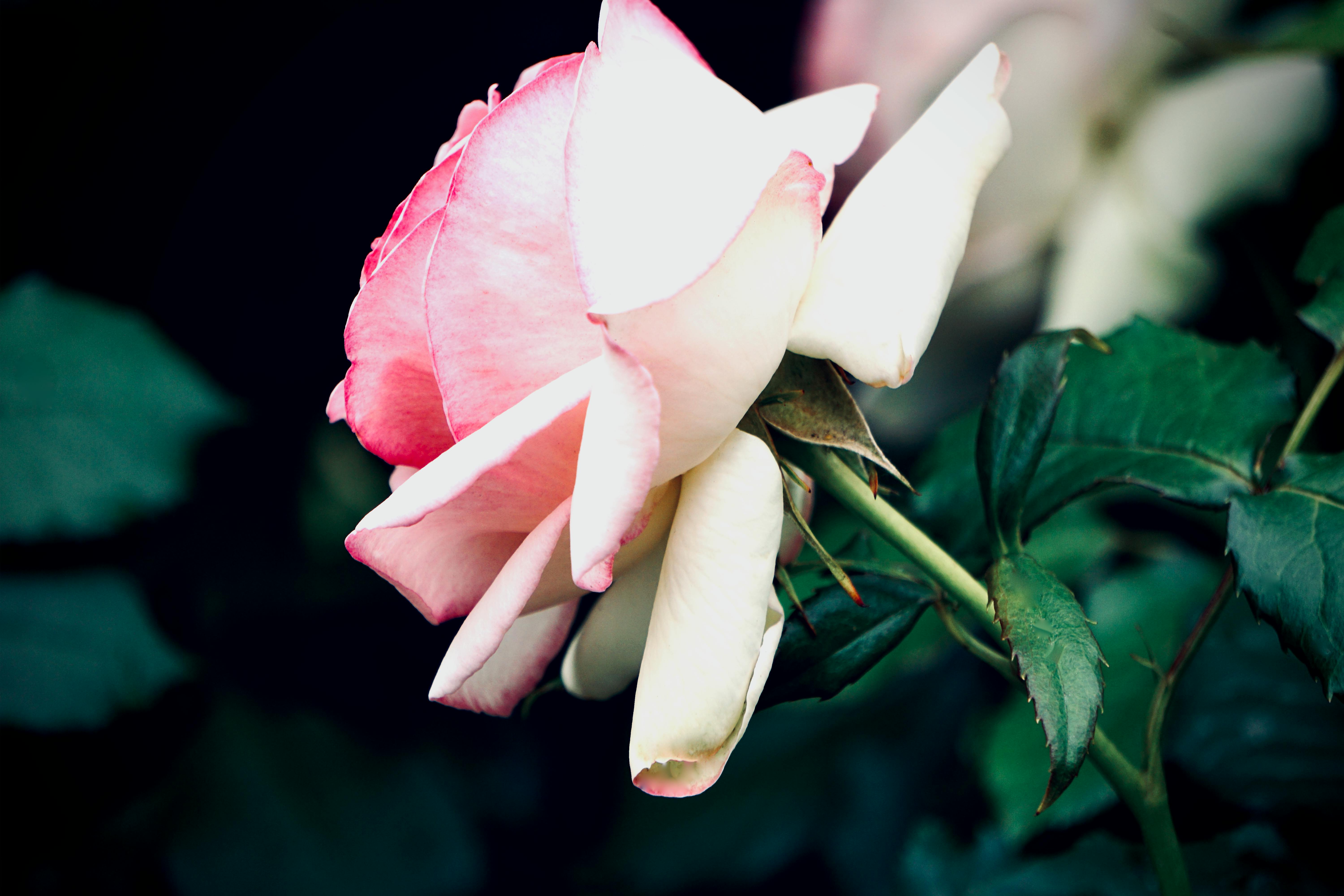 Ashley Roses Plant · Free Stock Photo