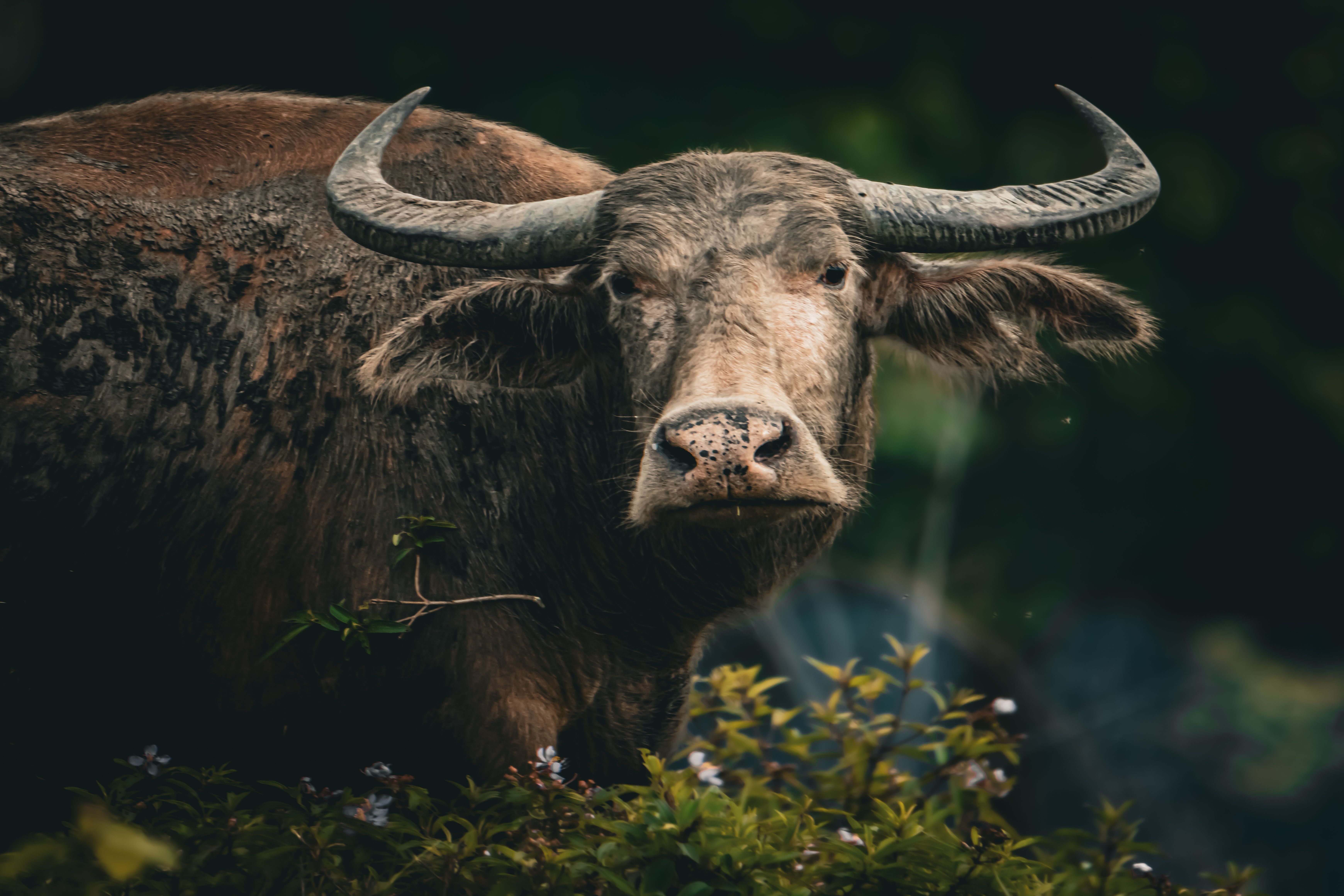 Shirtless Boys Riding Carabaos · Free Stock Photo