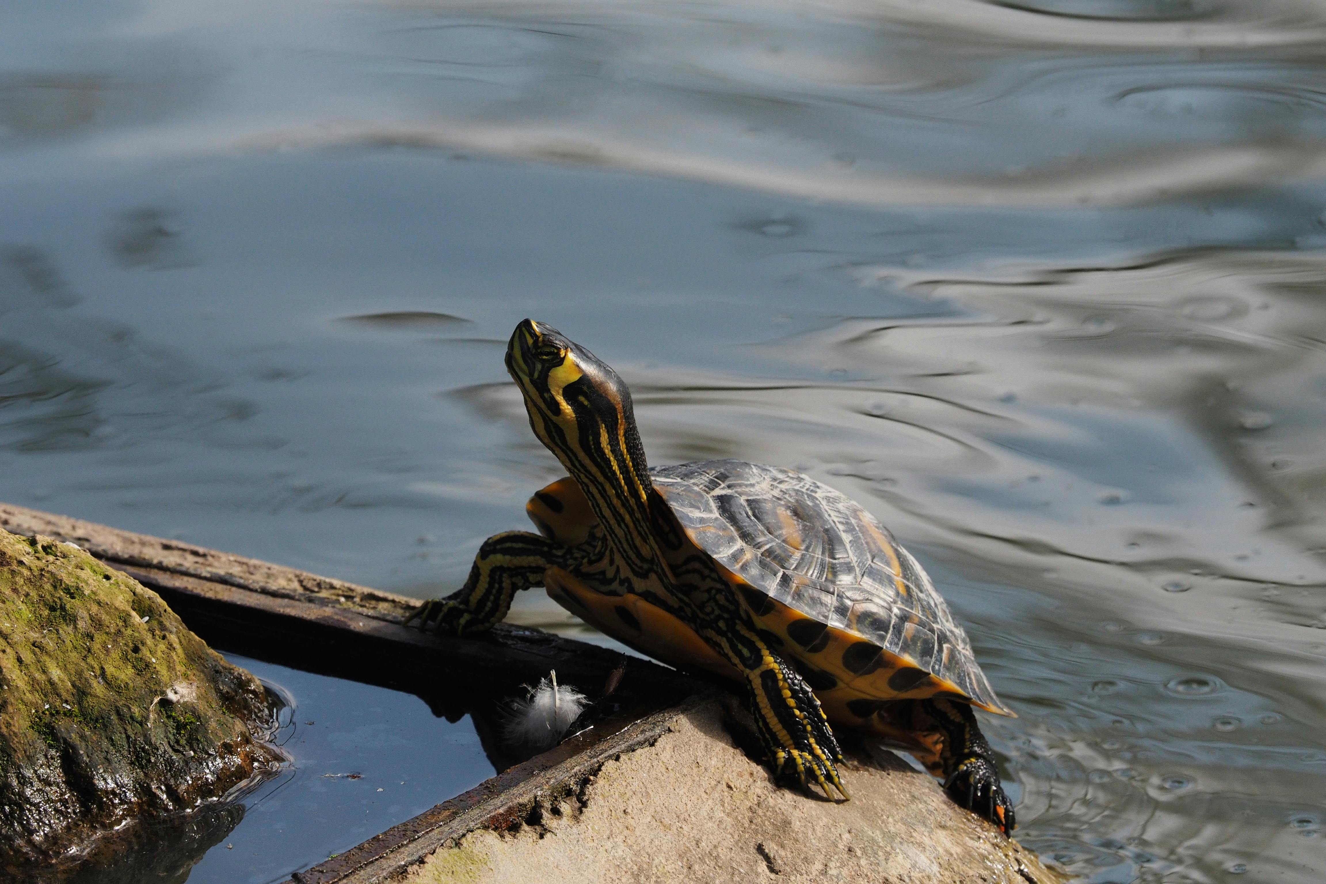 A Close-Up Shot of a Yellow-Spotted River Turtle · Free Stock Photo