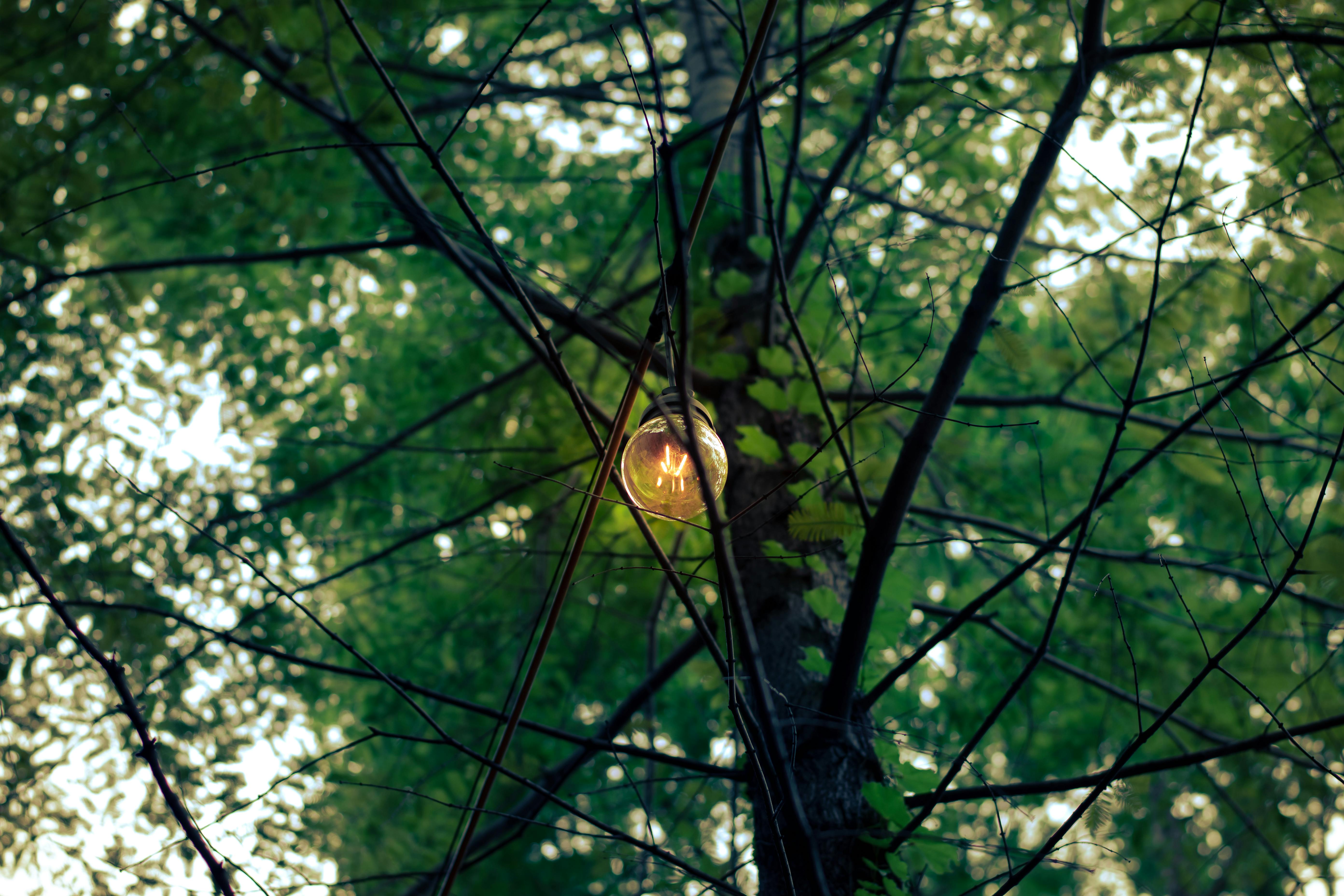 Light Bulb Hanging on a Tree · Free Stock Photo