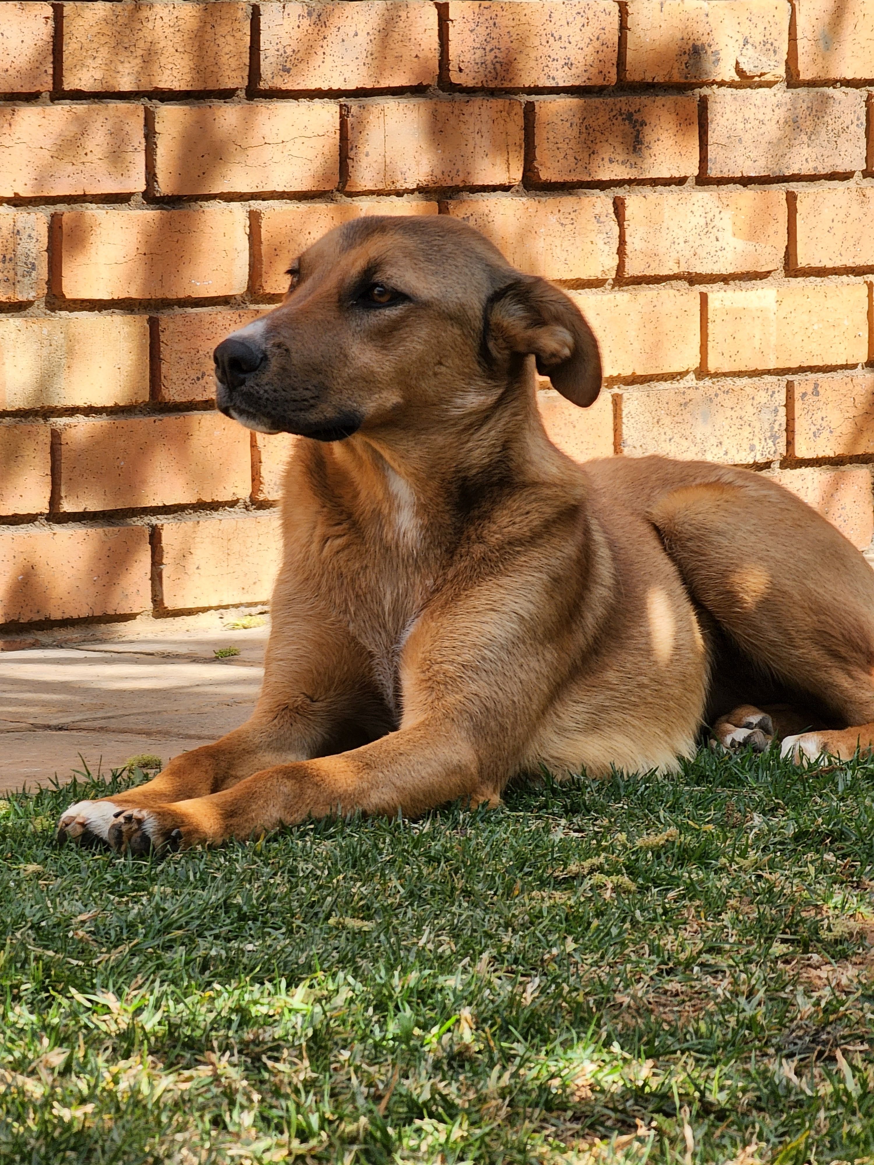 Foto de stock gratuita sobre al aire libre, animales, canino, hierba ...