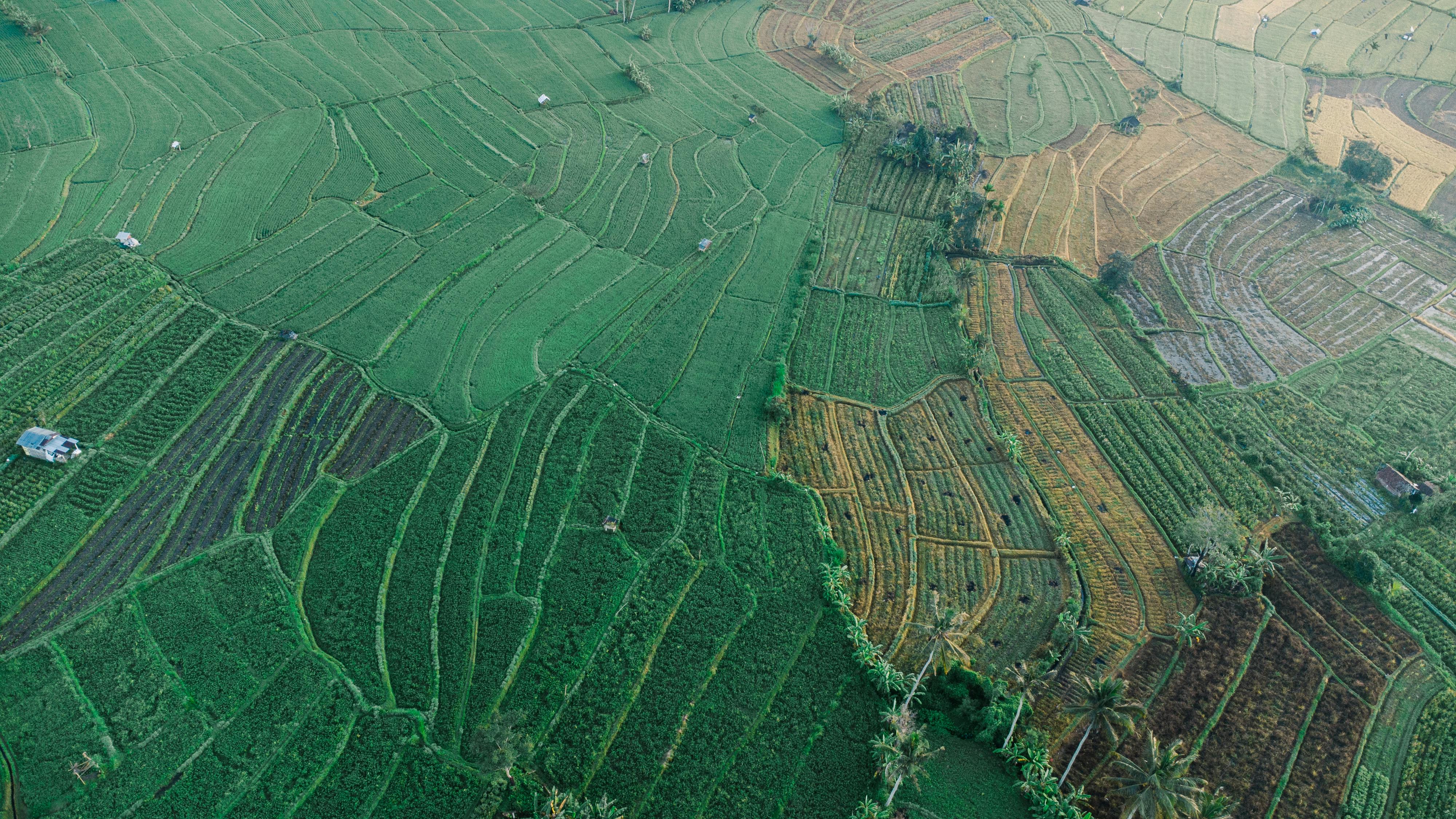 Aerial Shot of Rice Fields · Free Stock Photo