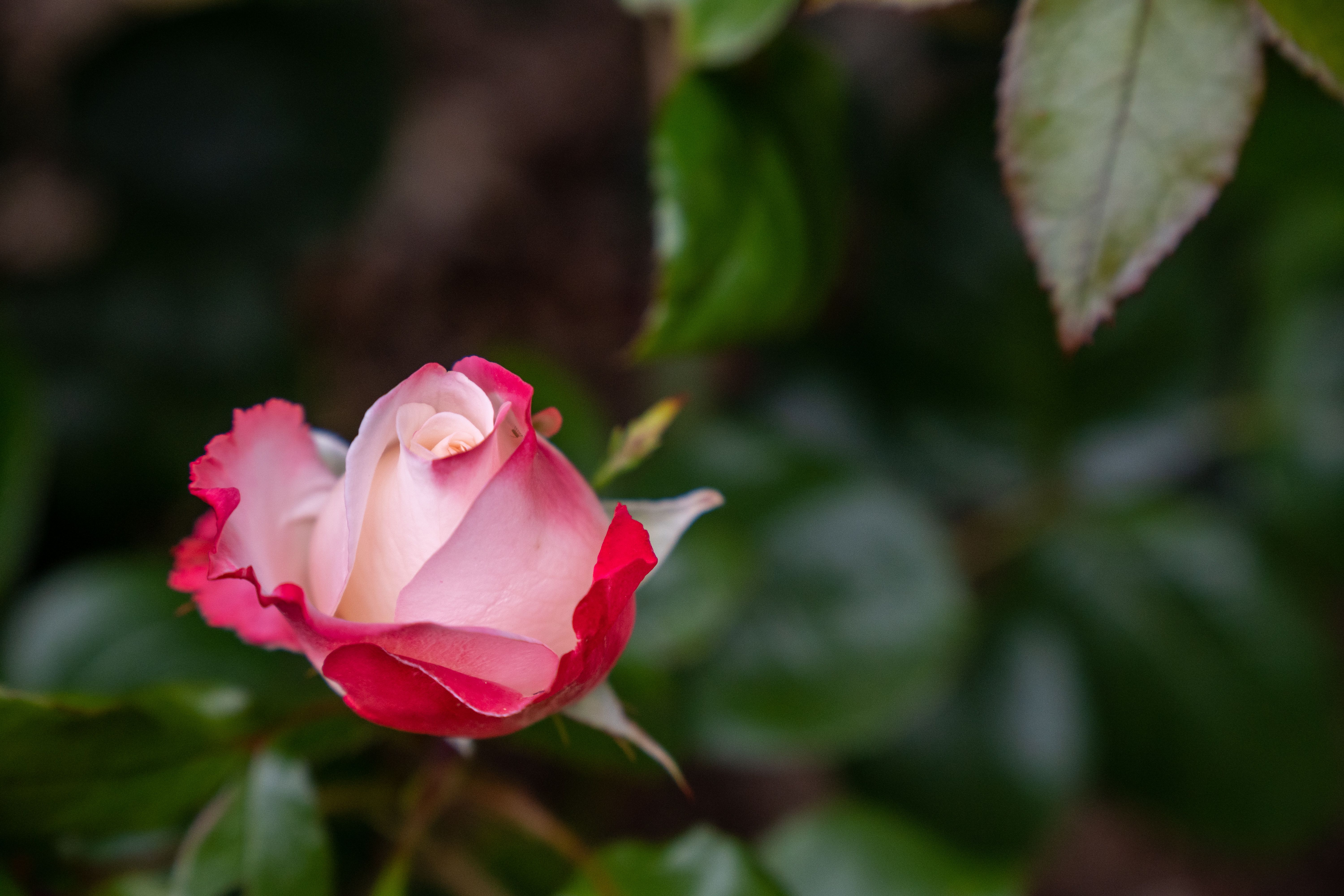 Photo of Red Rose · Free Stock Photo