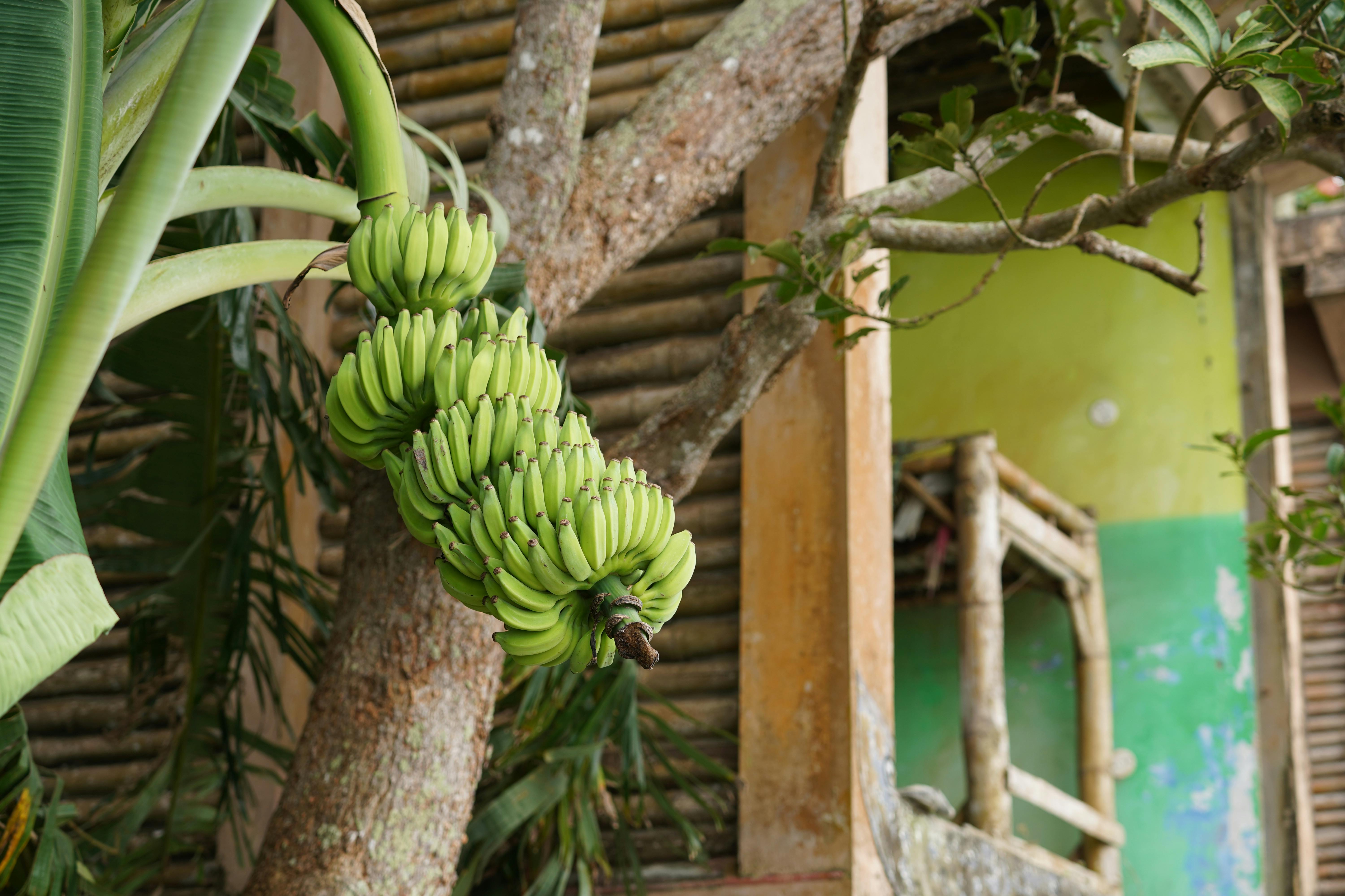 Unripe Bananas Hanging on a Tree · Free Stock Photo