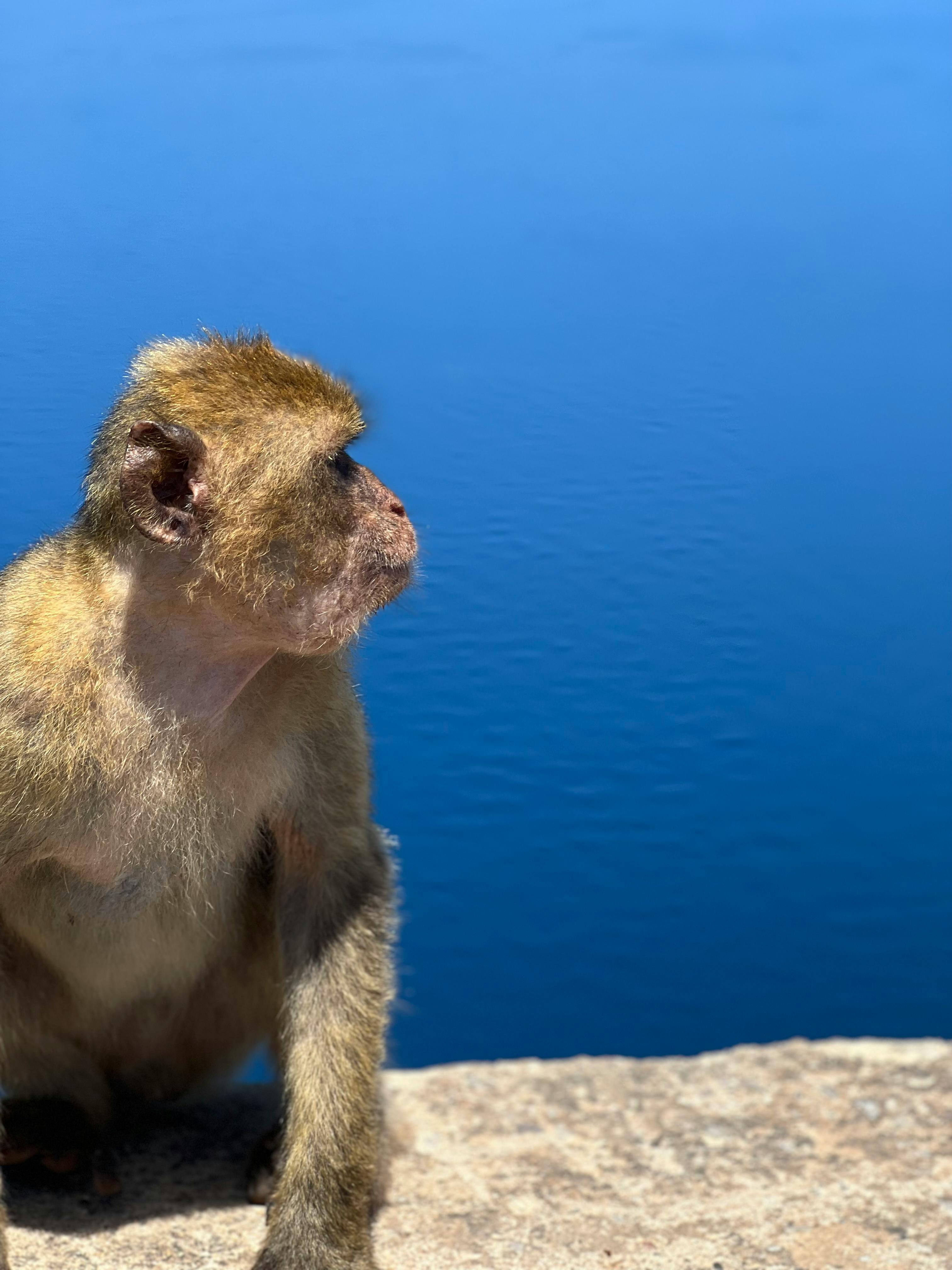 14+ Fotos y Imágenes de Chamuscar hurleur Gratis · Banco de Fotos Gratis