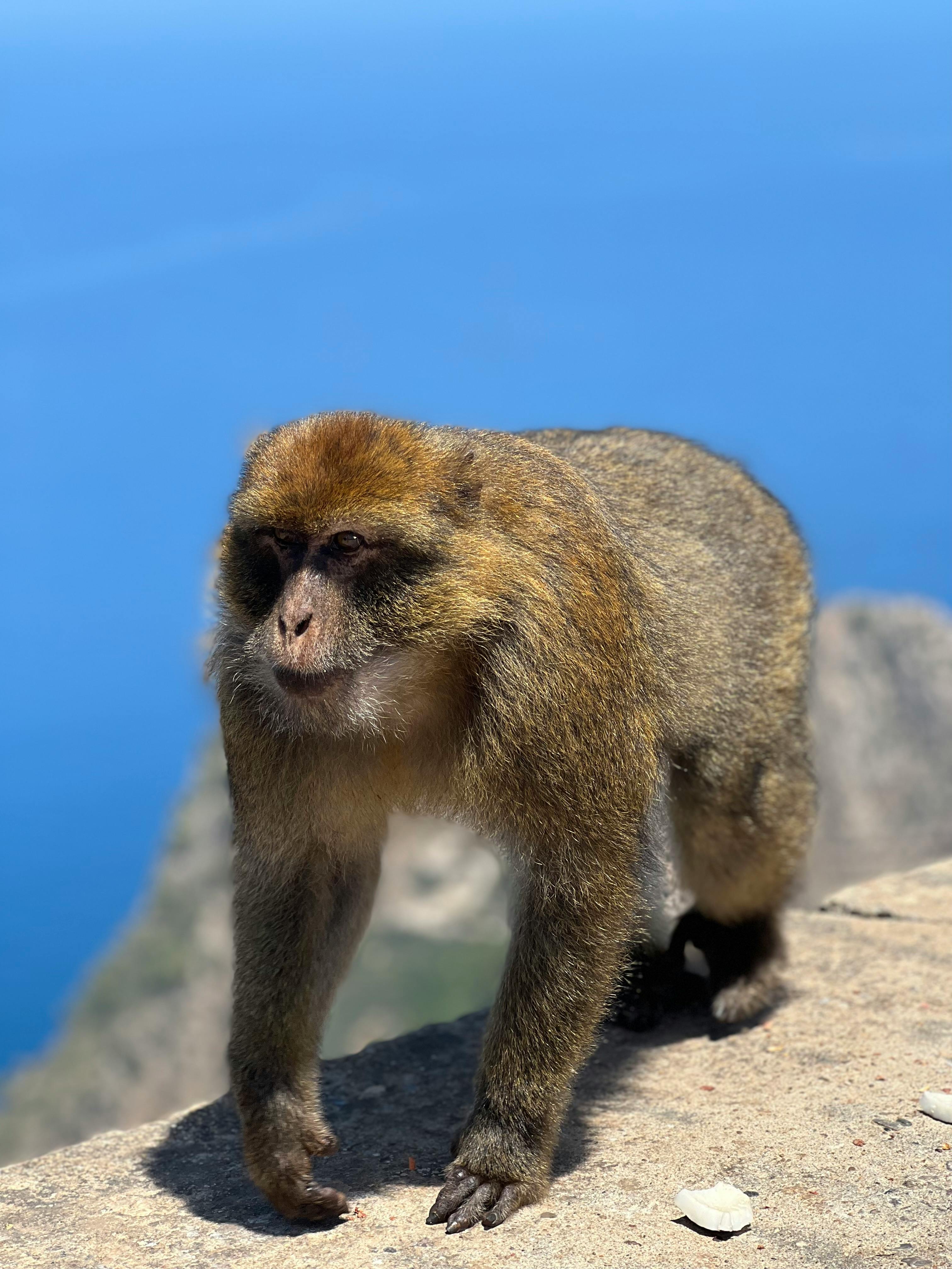 Monkey Walking Photos, Download The BEST Free Monkey Walking Stock ...