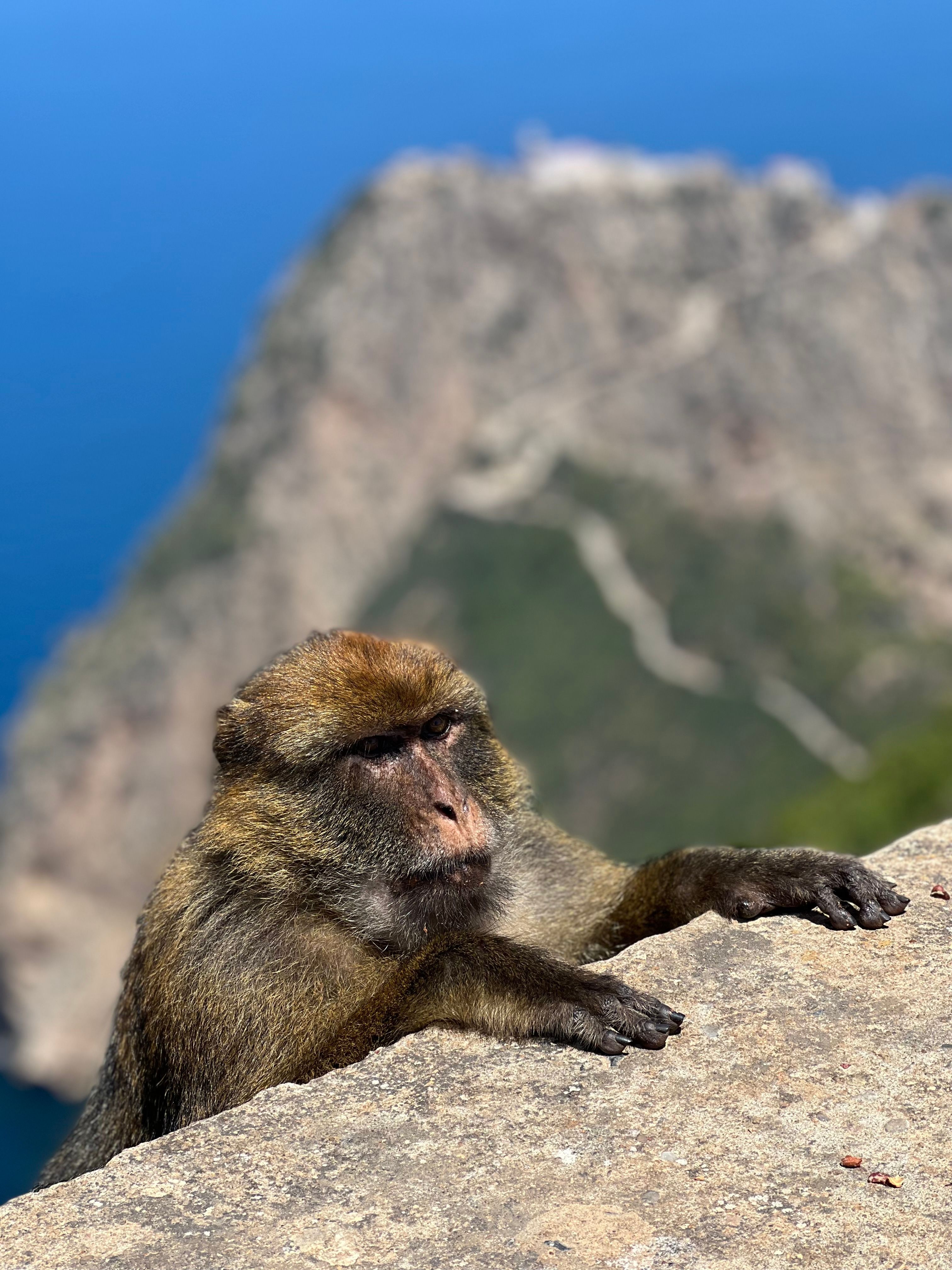 Close-Up Shot of a Monkey Climbing on the Rock · Free Stock Photo