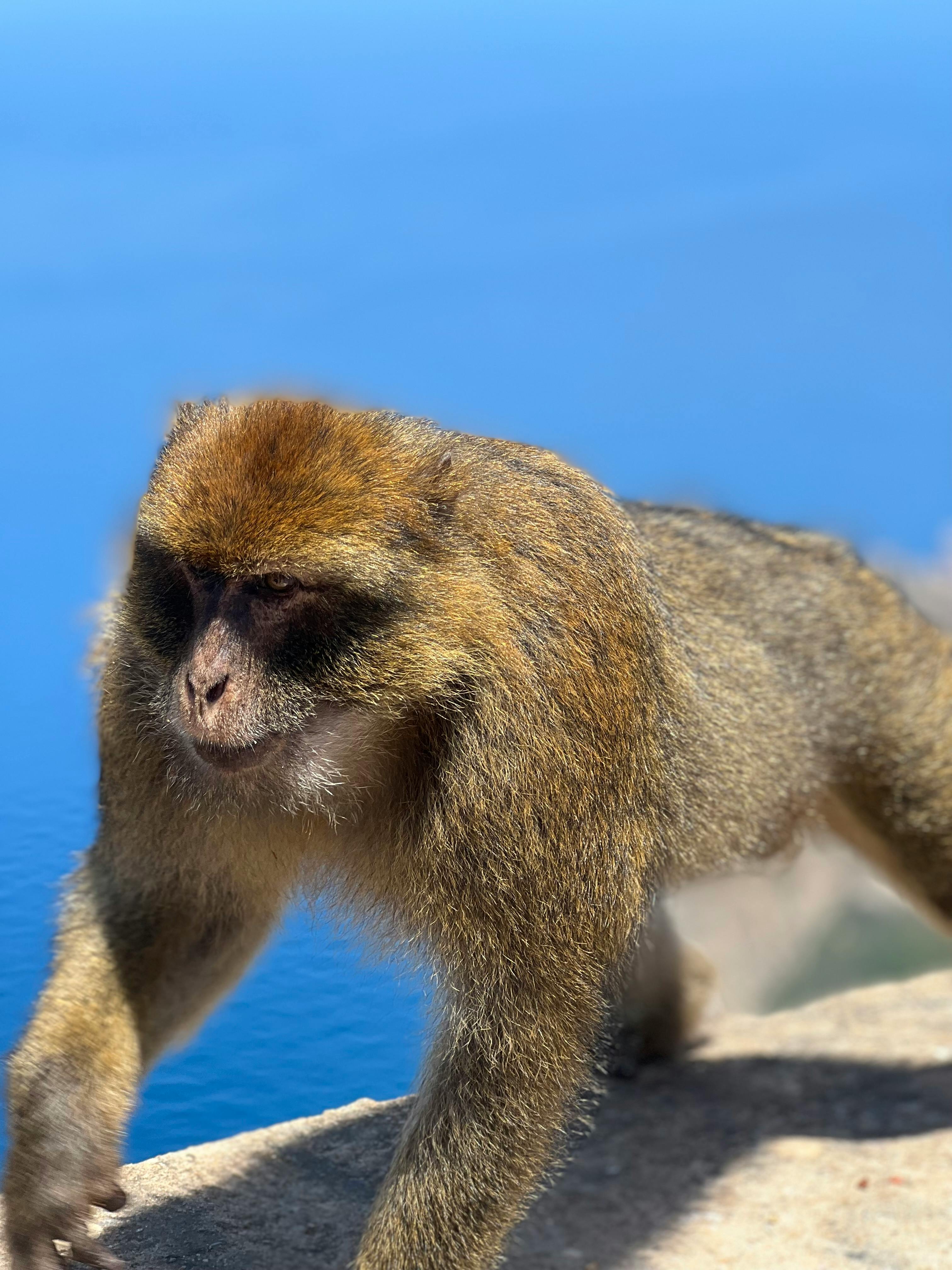 Brown Monkey Holding Black Metal Bar · Free Stock Photo