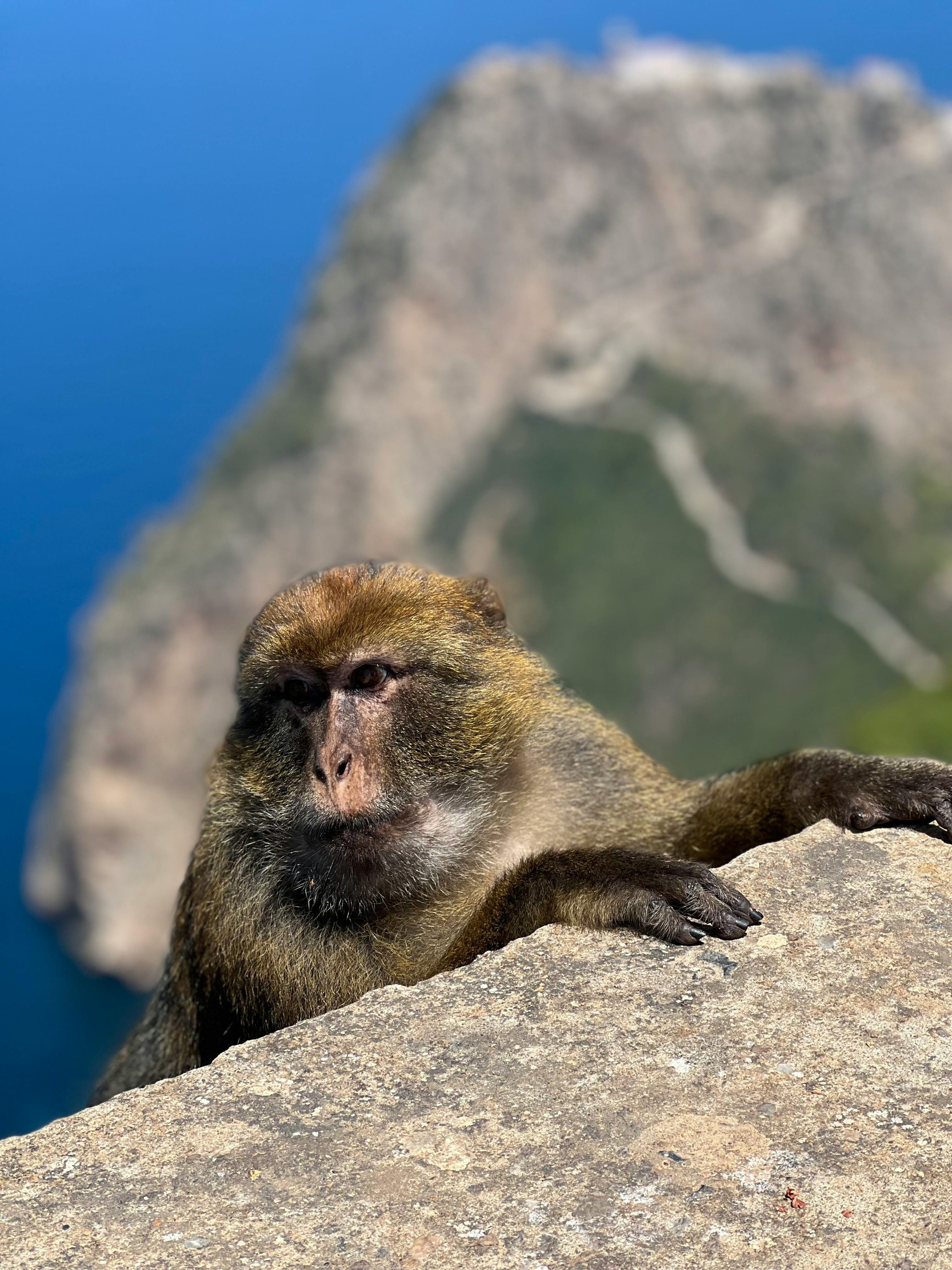 Brown Monkeys Sitting on Rock · Free Stock Photo