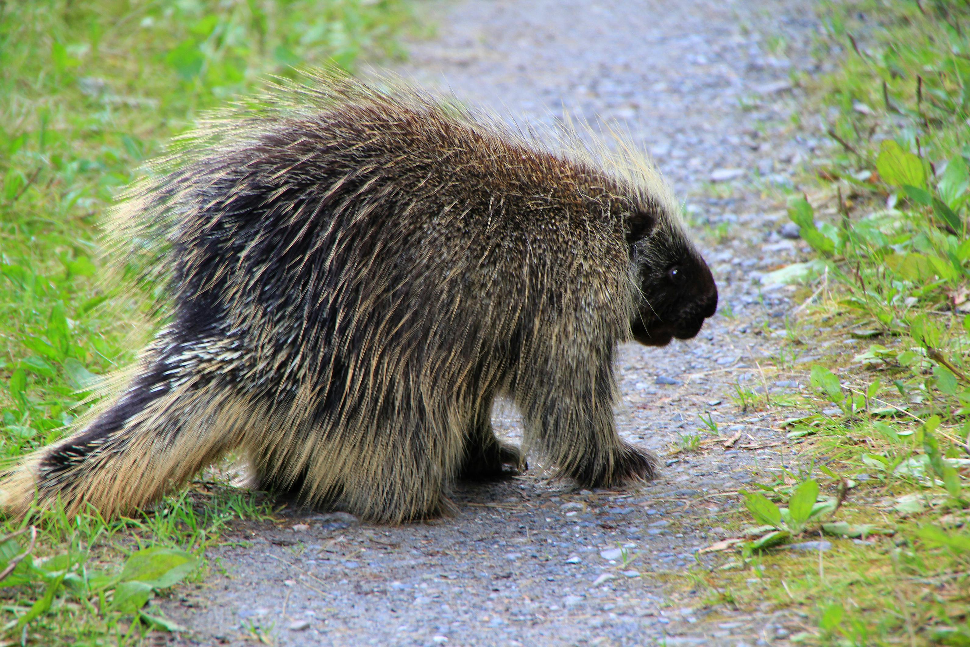 Porcupine Walking on Unpaved Pathway · Free Stock Photo