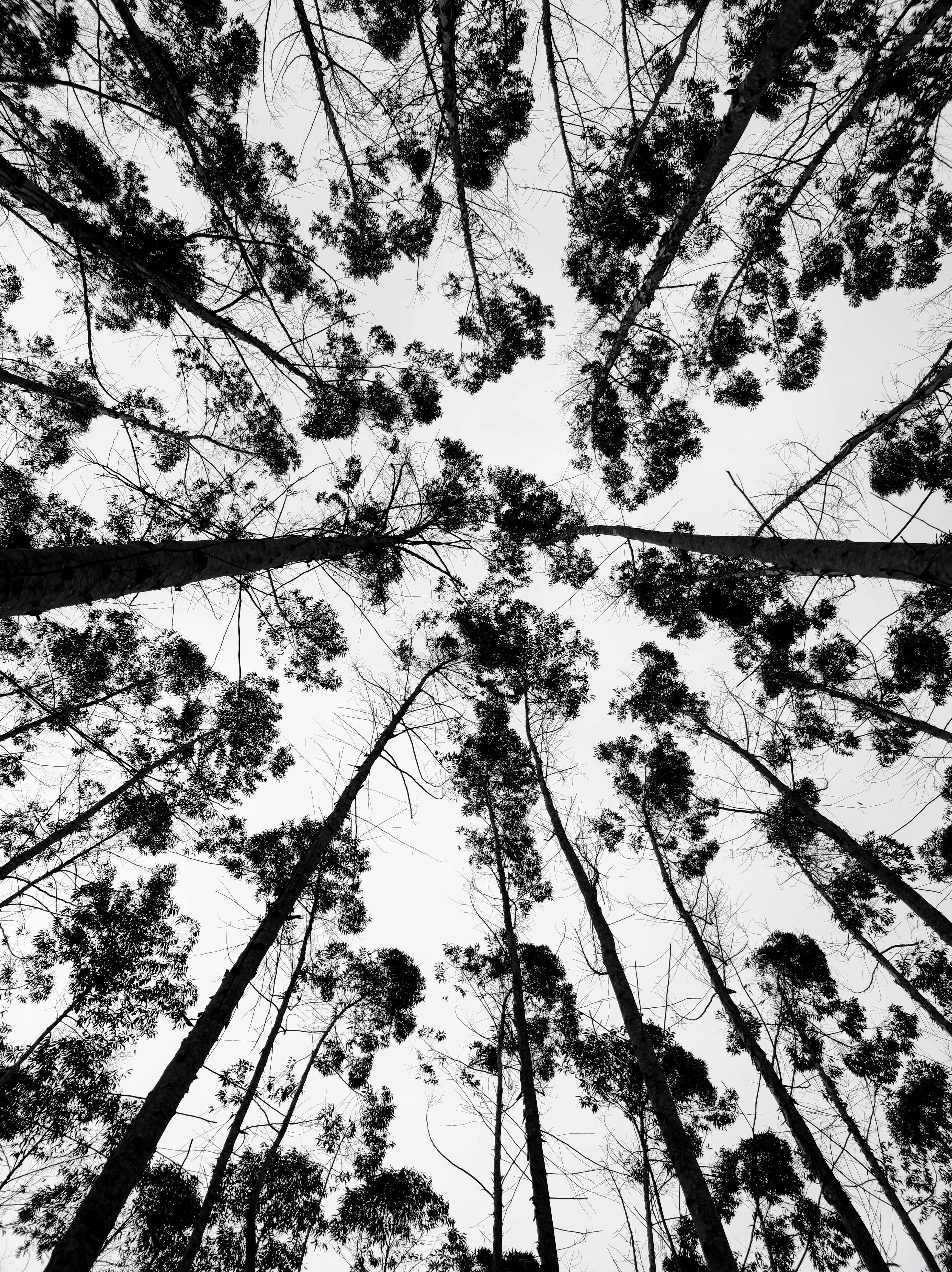 Grayscale Photo of Tall Trees · Free Stock Photo