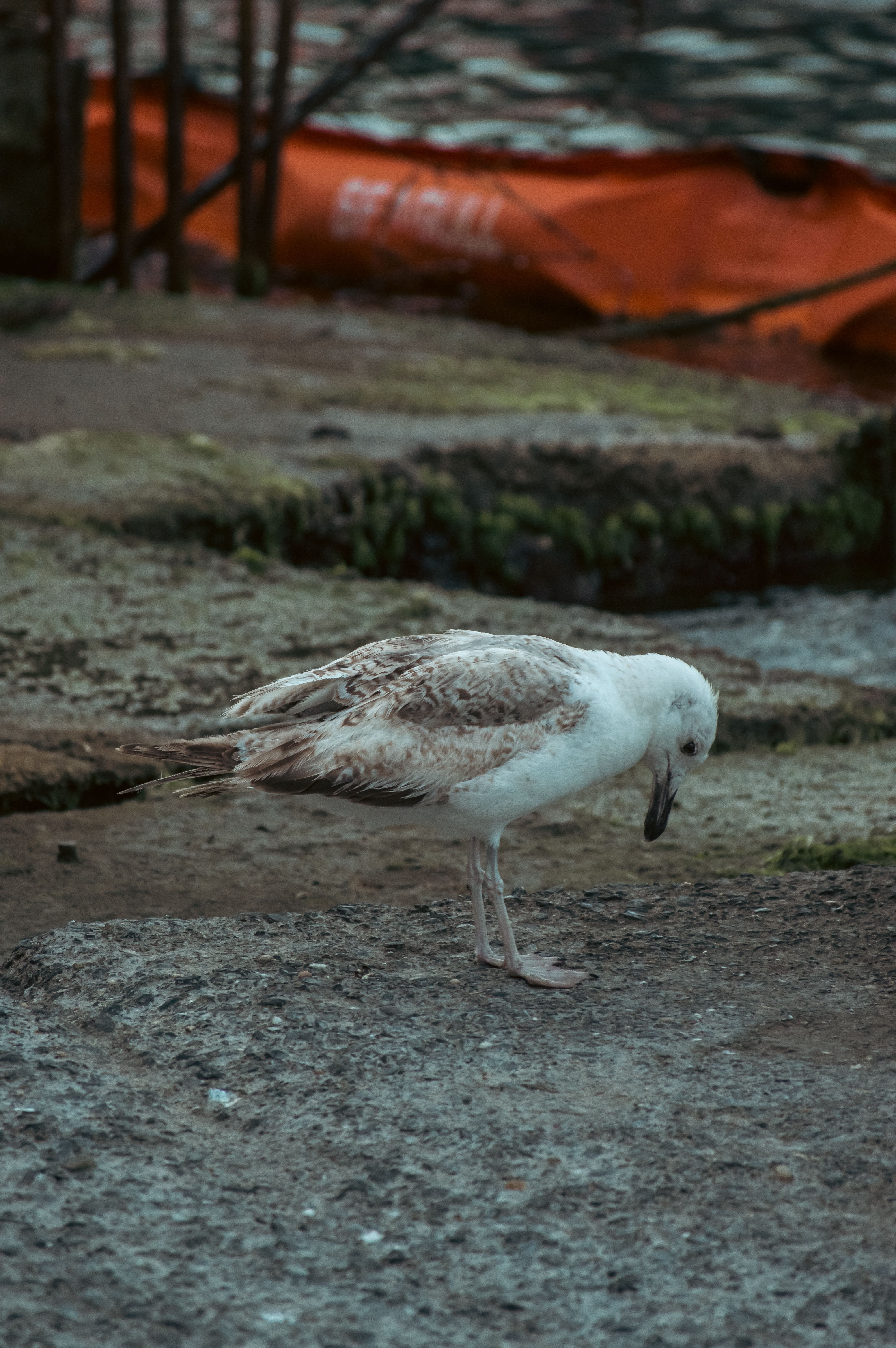 Close-Up Shot of a Seagull · Free Stock Photo