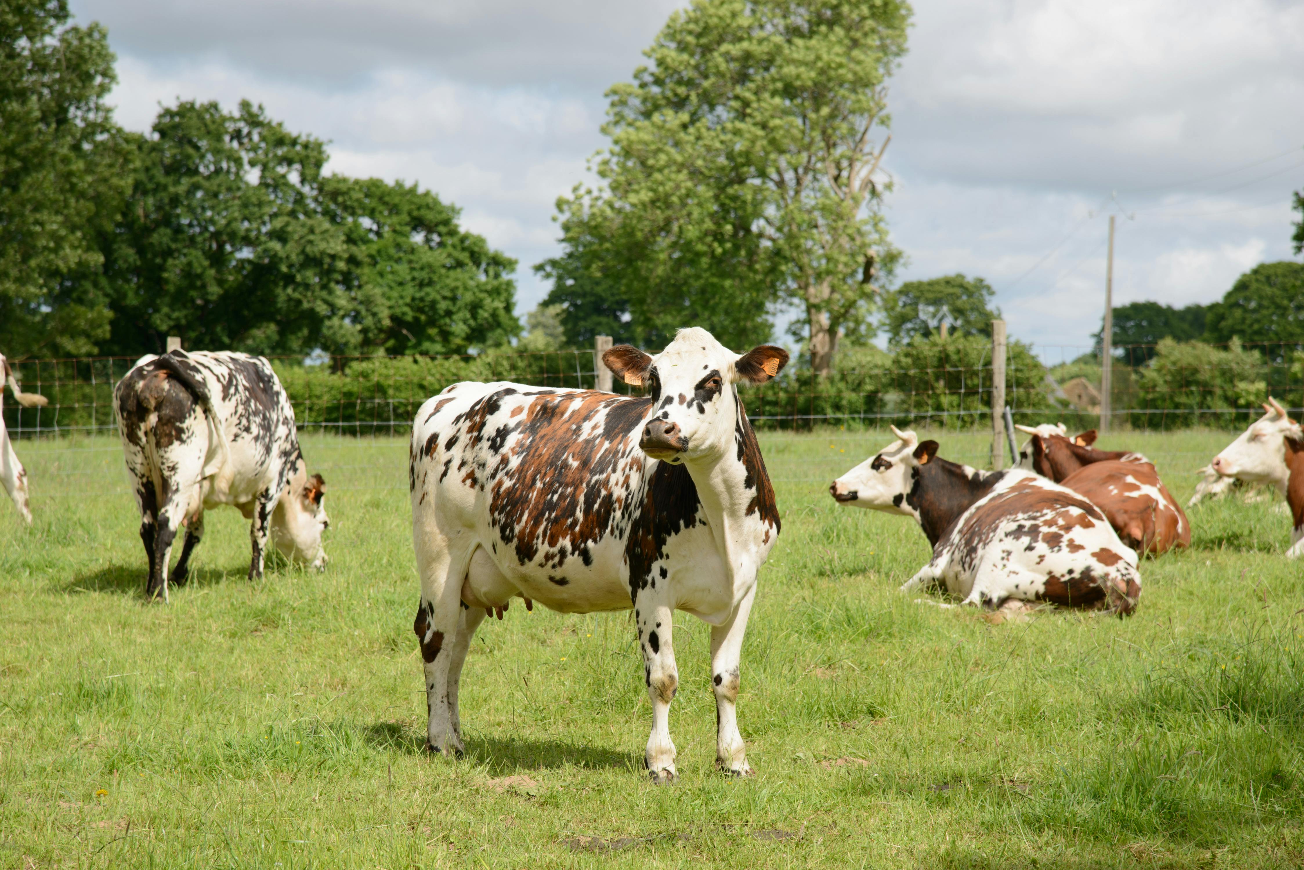 Animals on Grass Field · Free Stock Photo