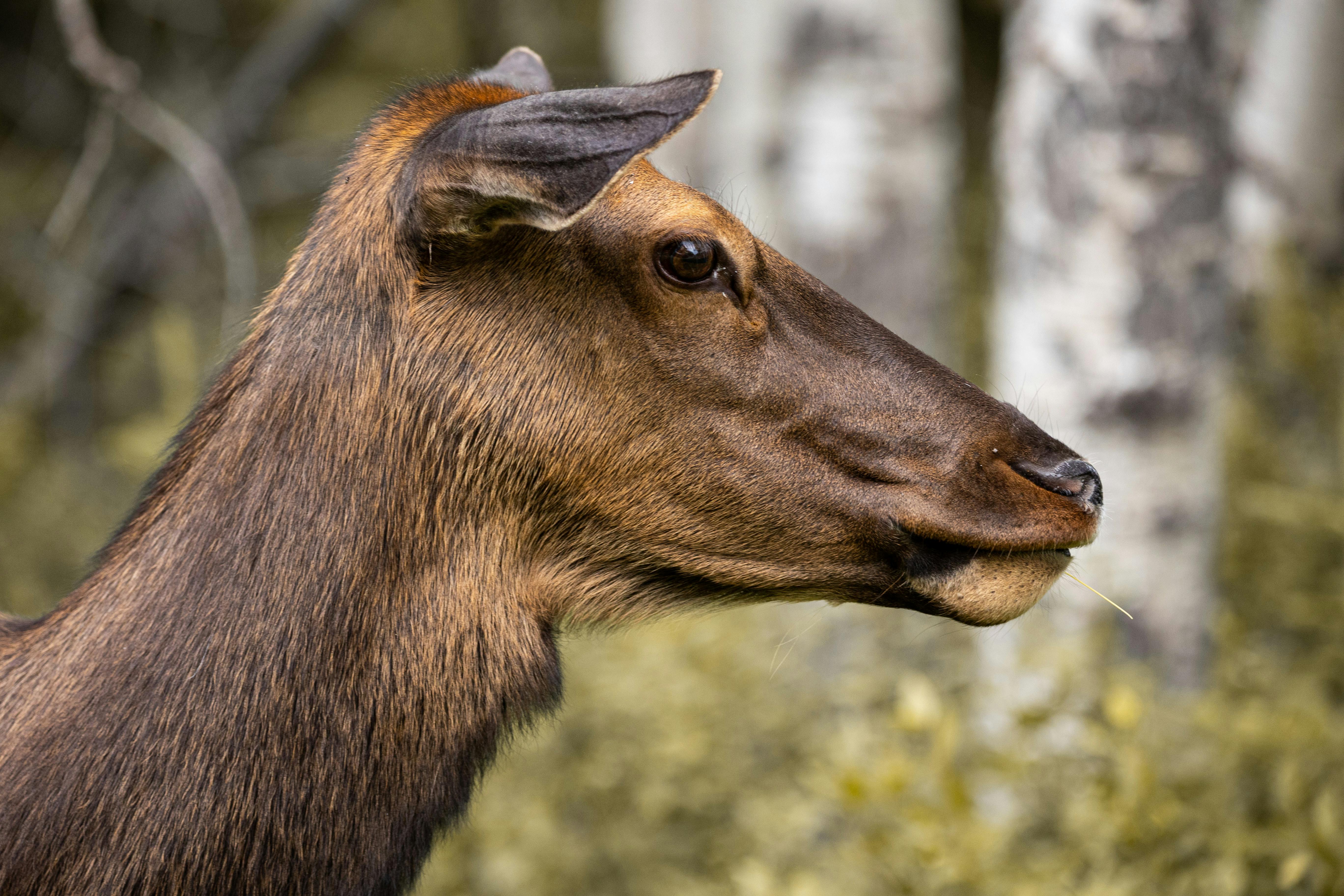 Close-up Photo of an Elk · Free Stock Photo